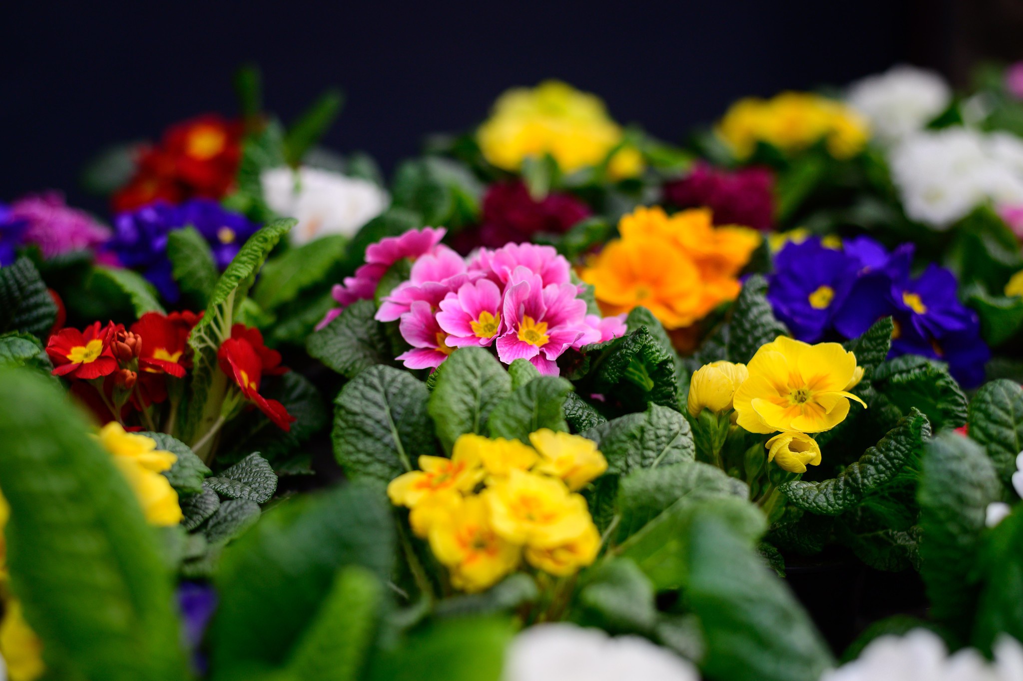 Download Flower Nature Primula HD Wallpaper