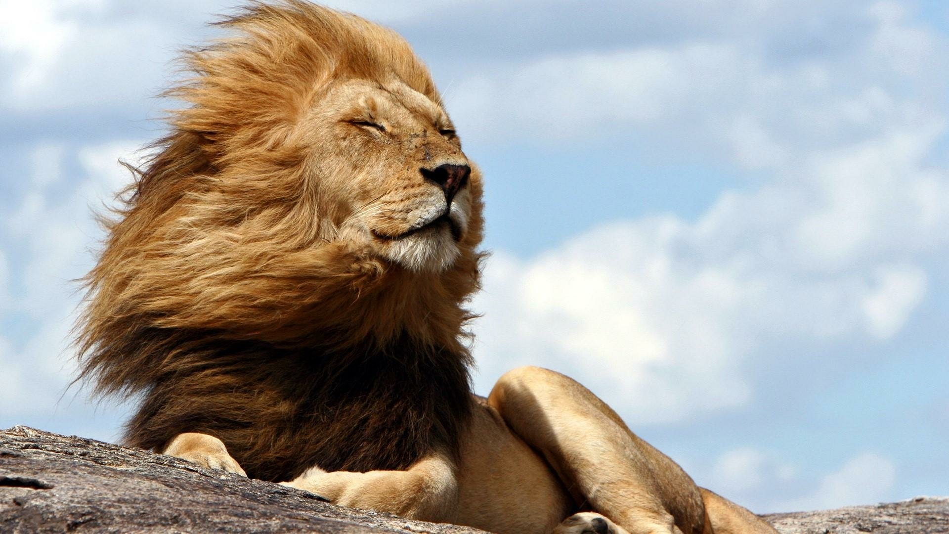 Majestic Lion in the Wind – HD Animal Wallpaper