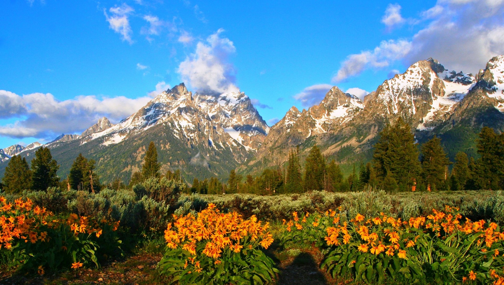 Download Flower Mountain Landscape Nature Spring HD Wallpaper