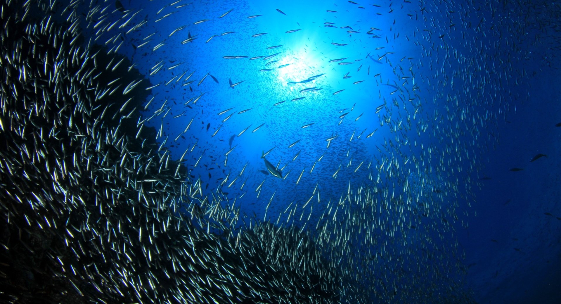 Vibrant Underwater Sea Life: Stunning HD Fish Wallpaper | 2160x1170 ...