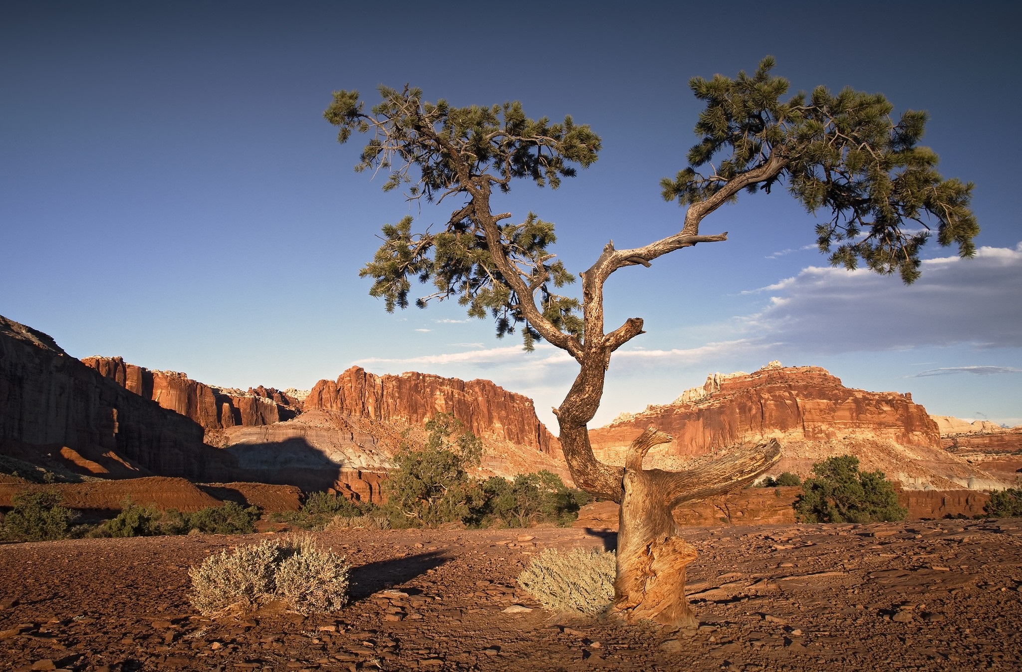 Majestic Tree in Desert Landscape - Stunning HD Nature Wallpaper