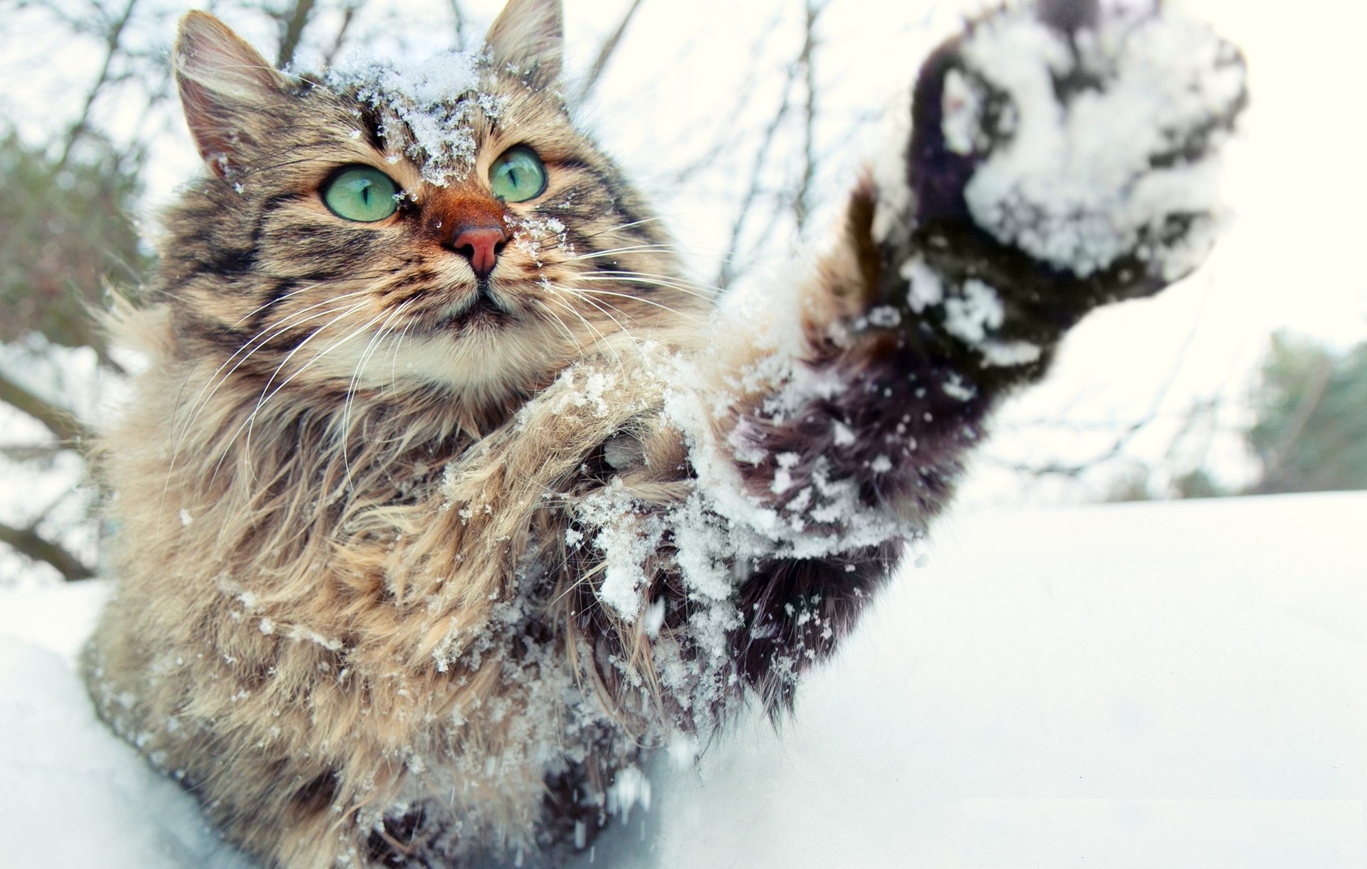Download Winter Snow Animal Cat HD Wallpaper