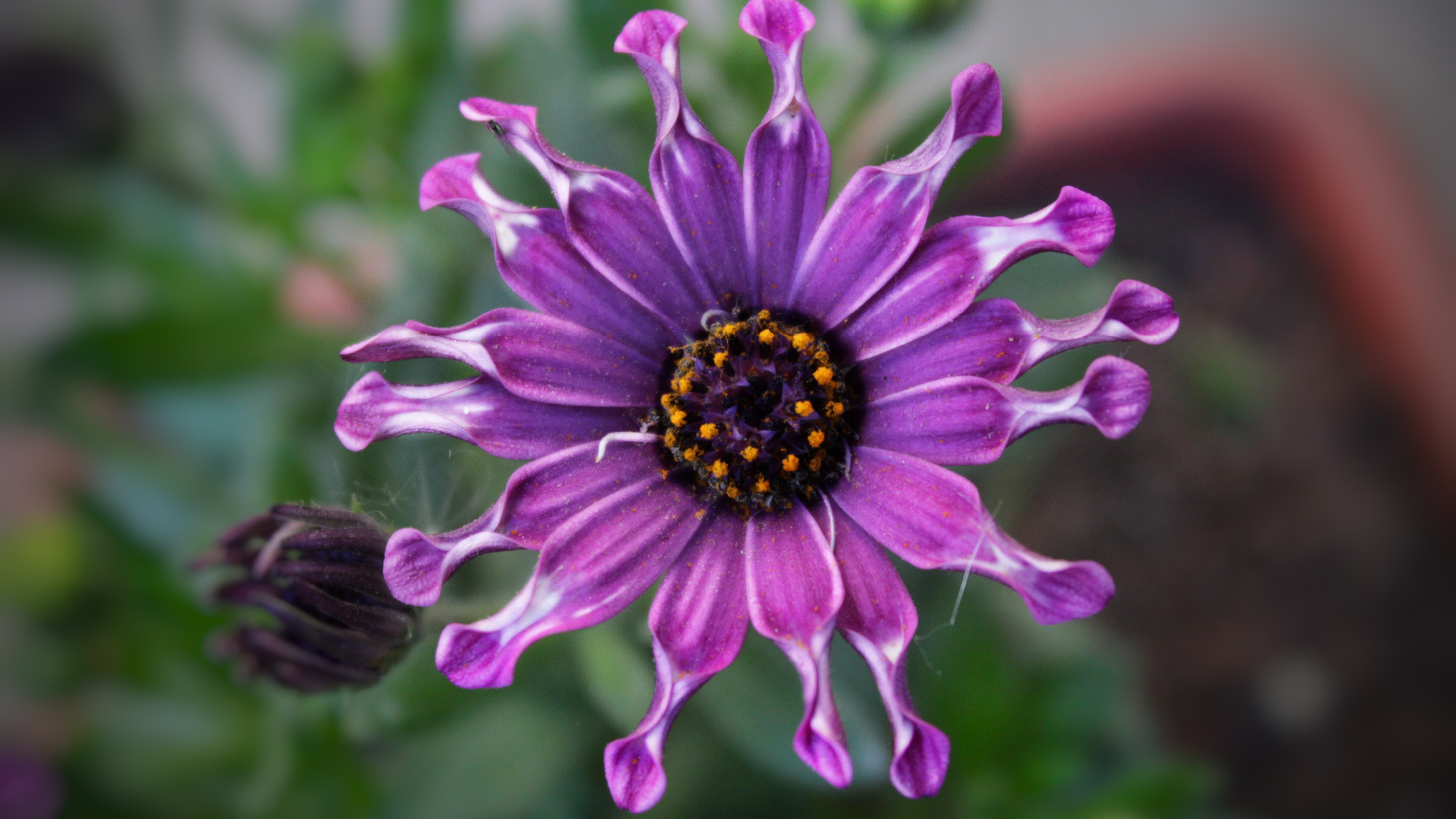 African Daisy Wallpaper