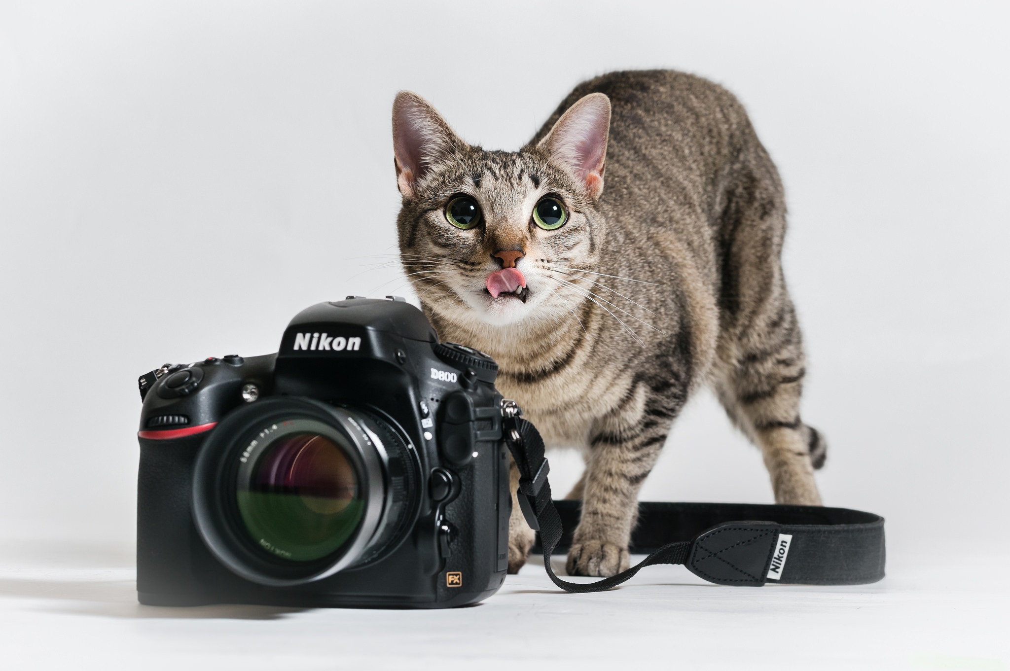 Download Nikon Camera Animal Cat HD Wallpaper