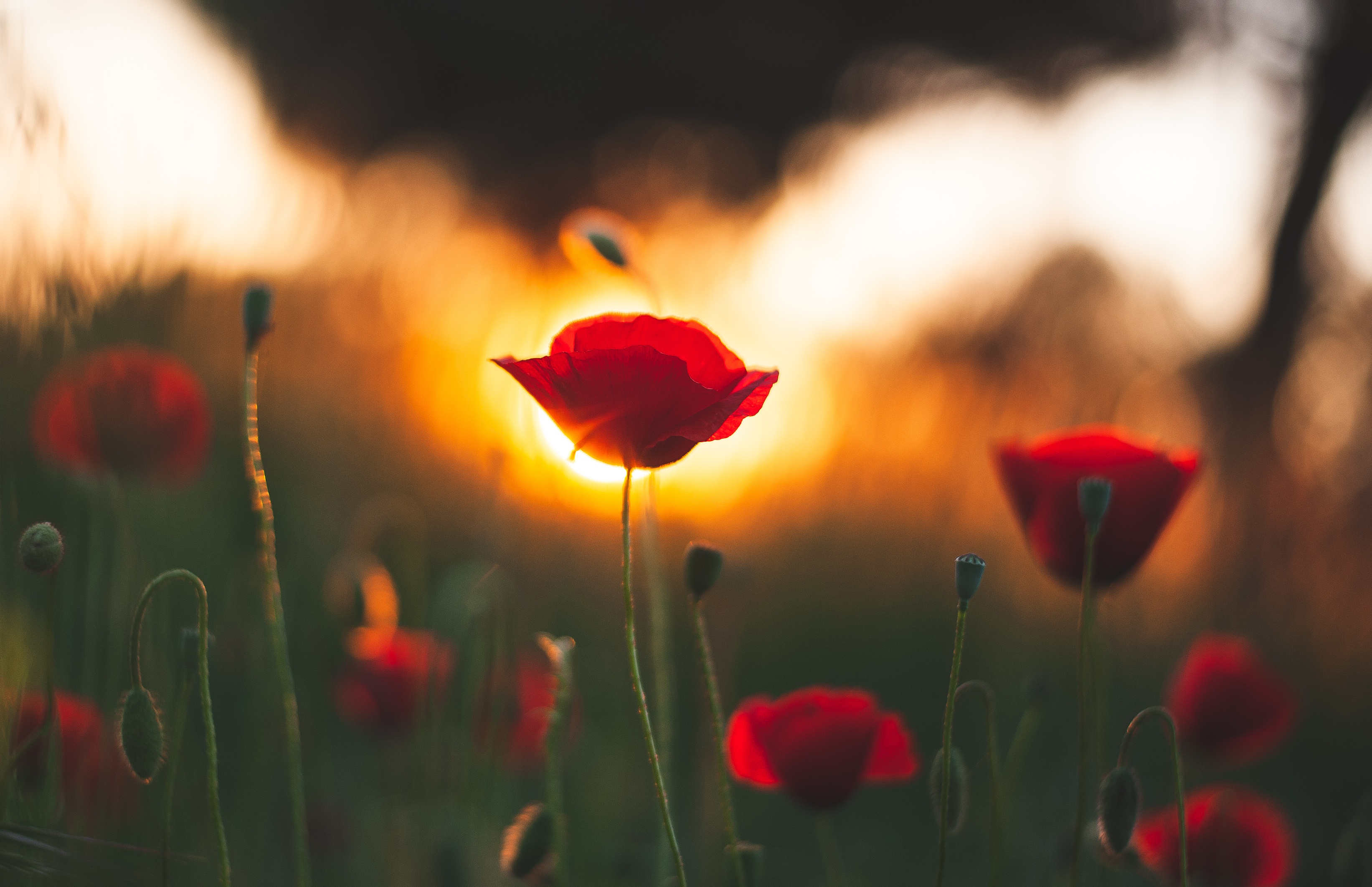 Download Depth Of Field Red Flower Summer Flower Nature Poppy HD Wallpaper