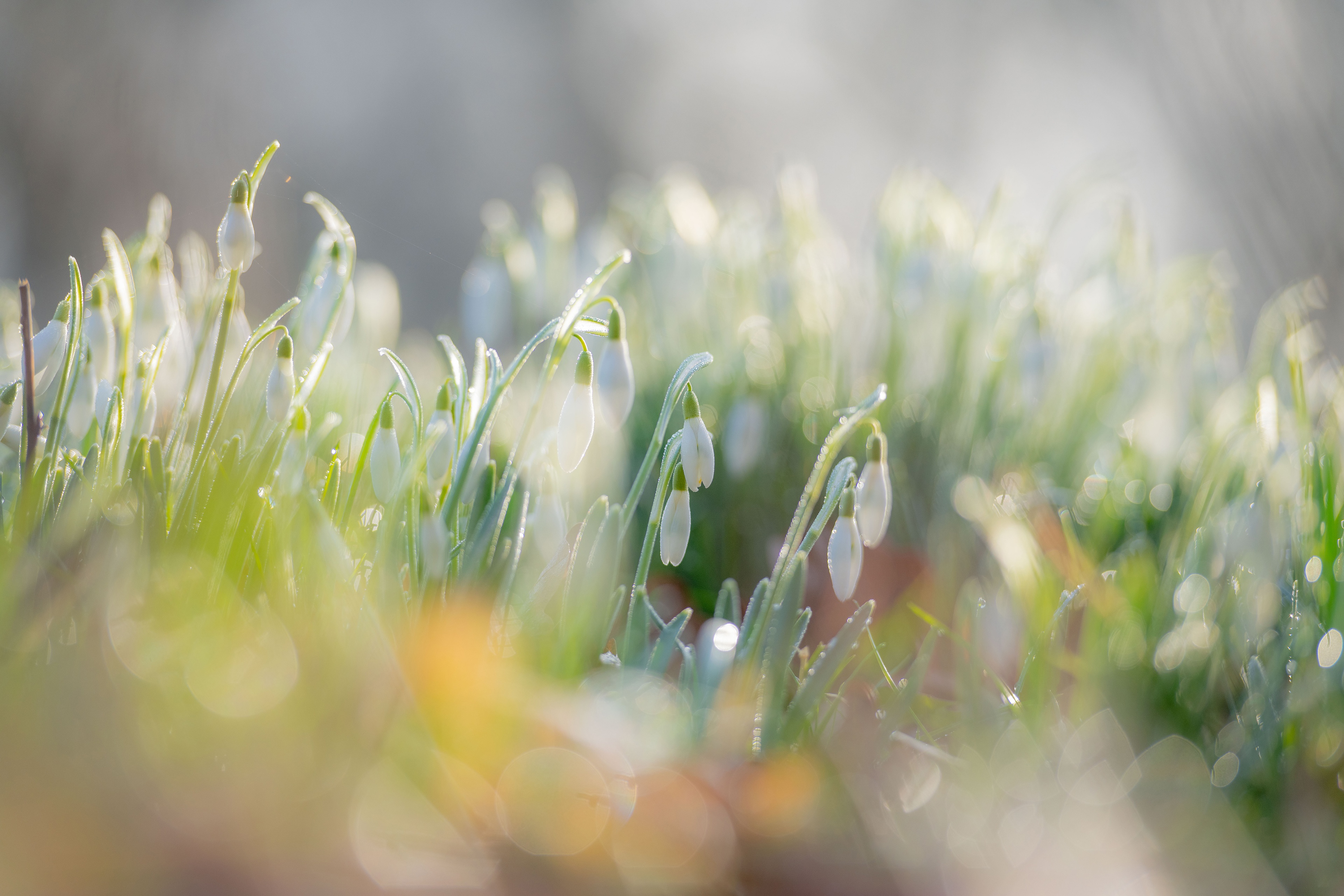 Download White Flower Spring Flower Nature Snowdrop 4k Ultra HD Wallpaper
