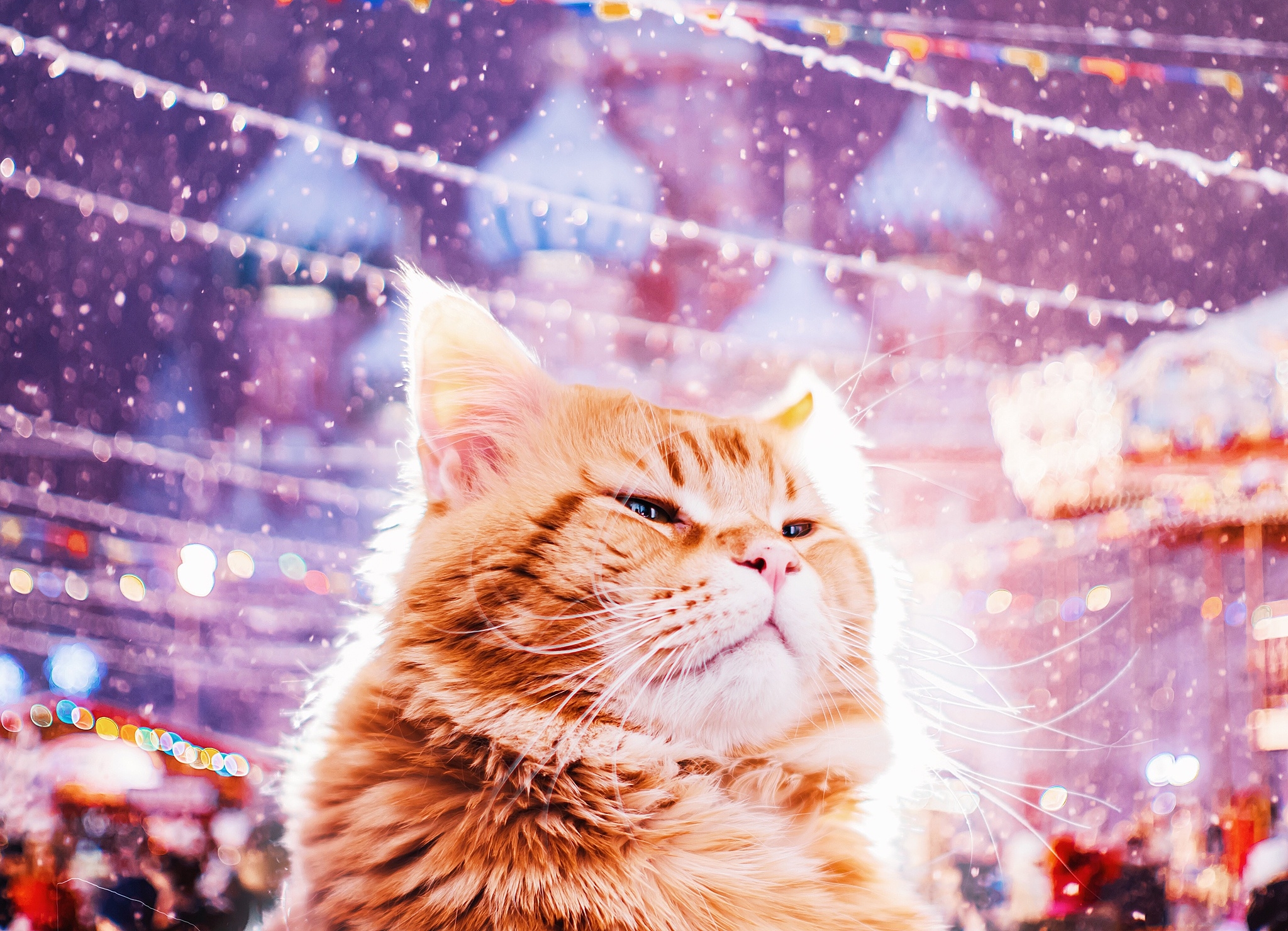 Cat Pet Ipad Wallpapers
