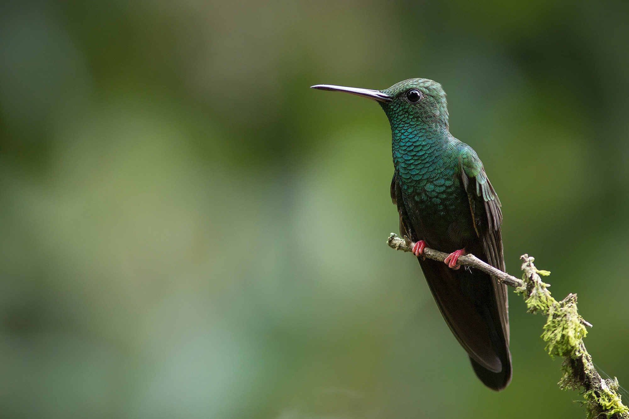 Download Bird Animal Hummingbird HD Wallpaper