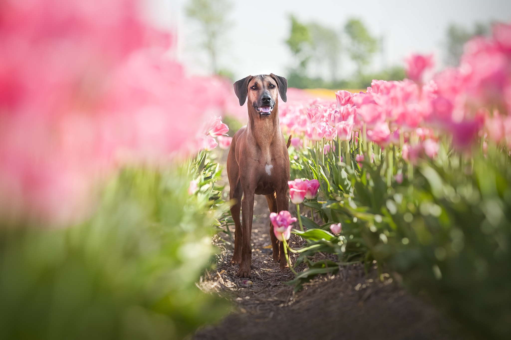 Download Rhodesian Ridgeback Tulip Pink Flower Flower Animal Dog HD ...