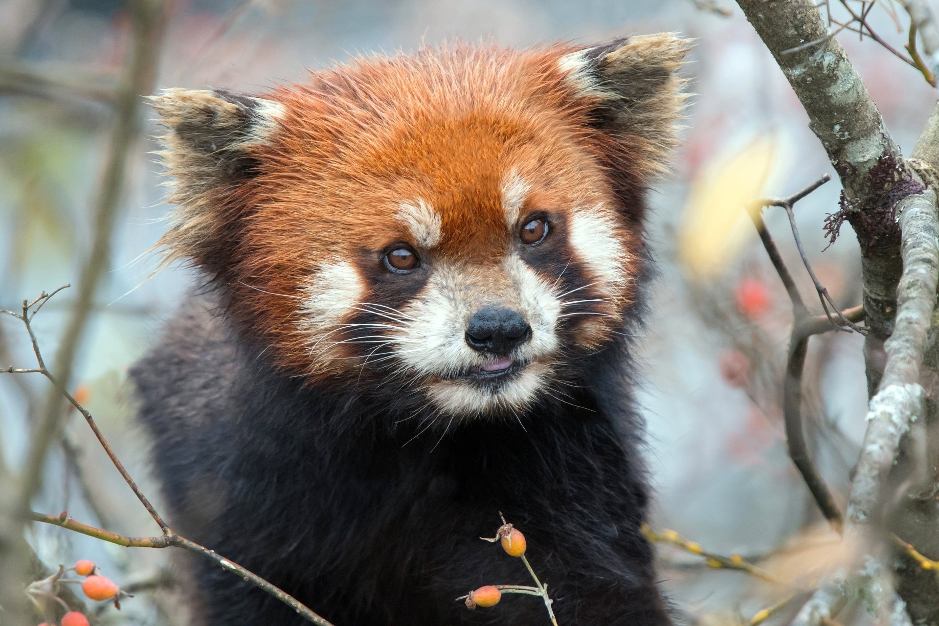 Download Animal Red Panda 4k Ultra HD Wallpaper