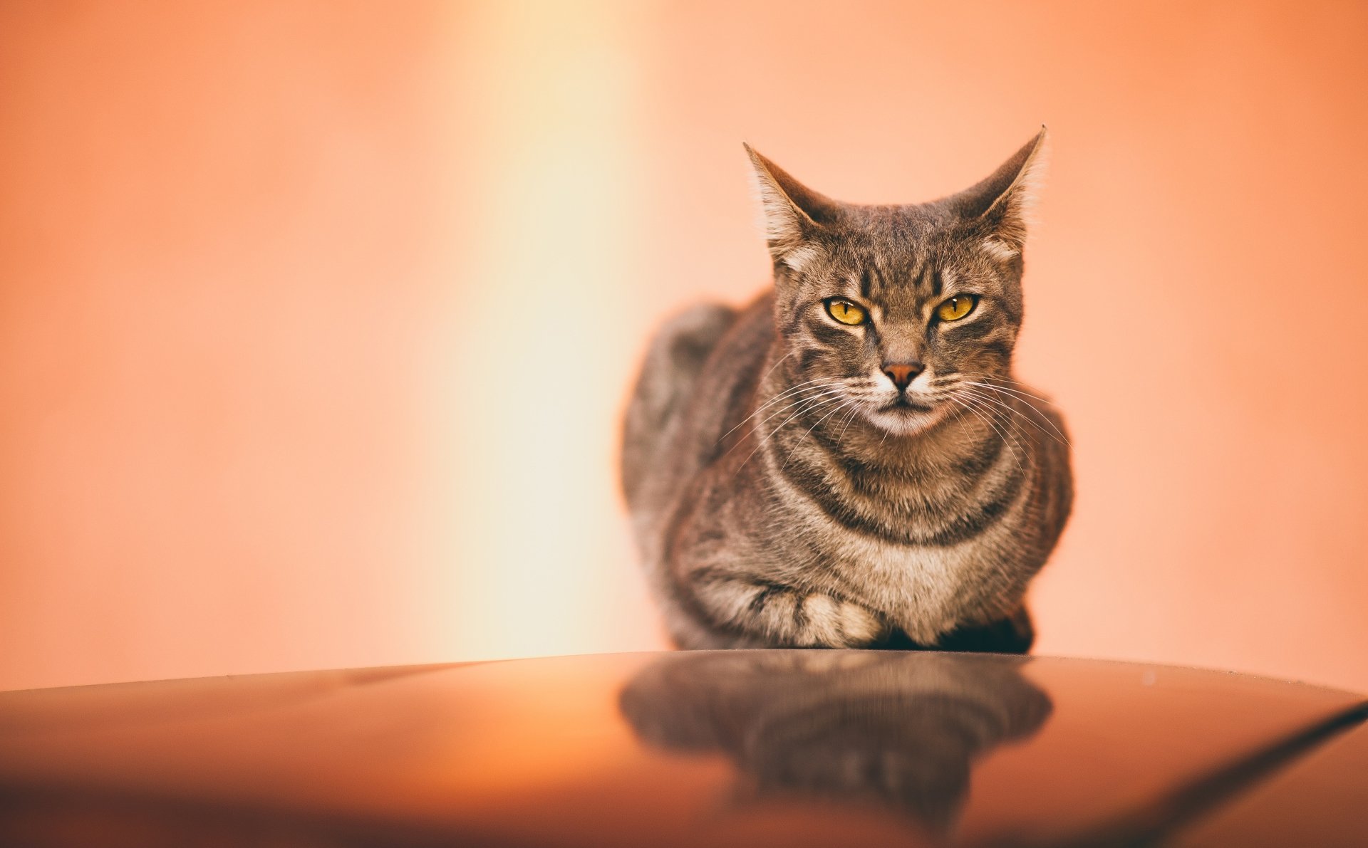 El Gato Hd 4k Wallpapers Fondos De Pantalla Hd 4k Gatos