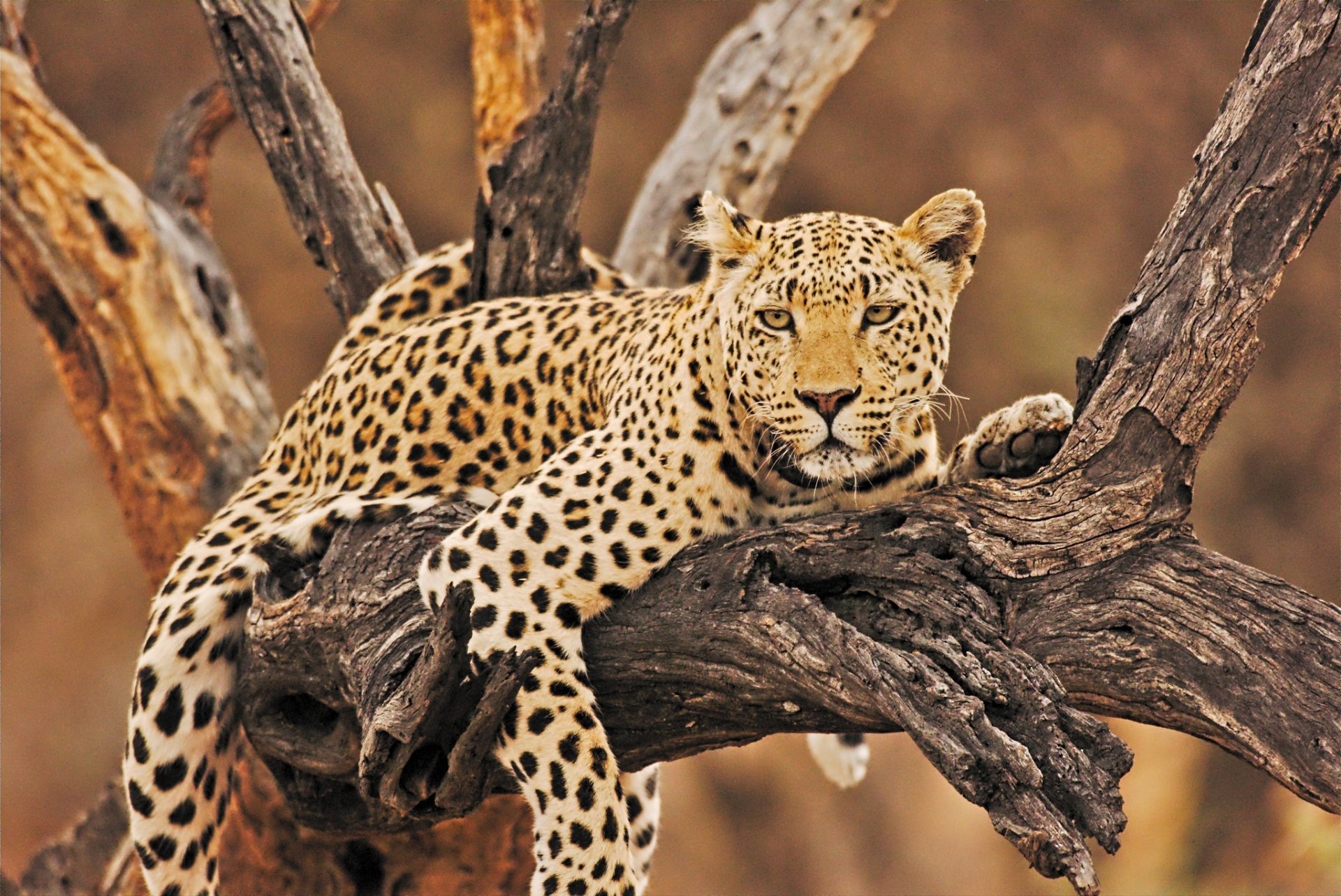 Download Animal Leopard HD Wallpaper | 2048x1368 | Wallpaper Abyss