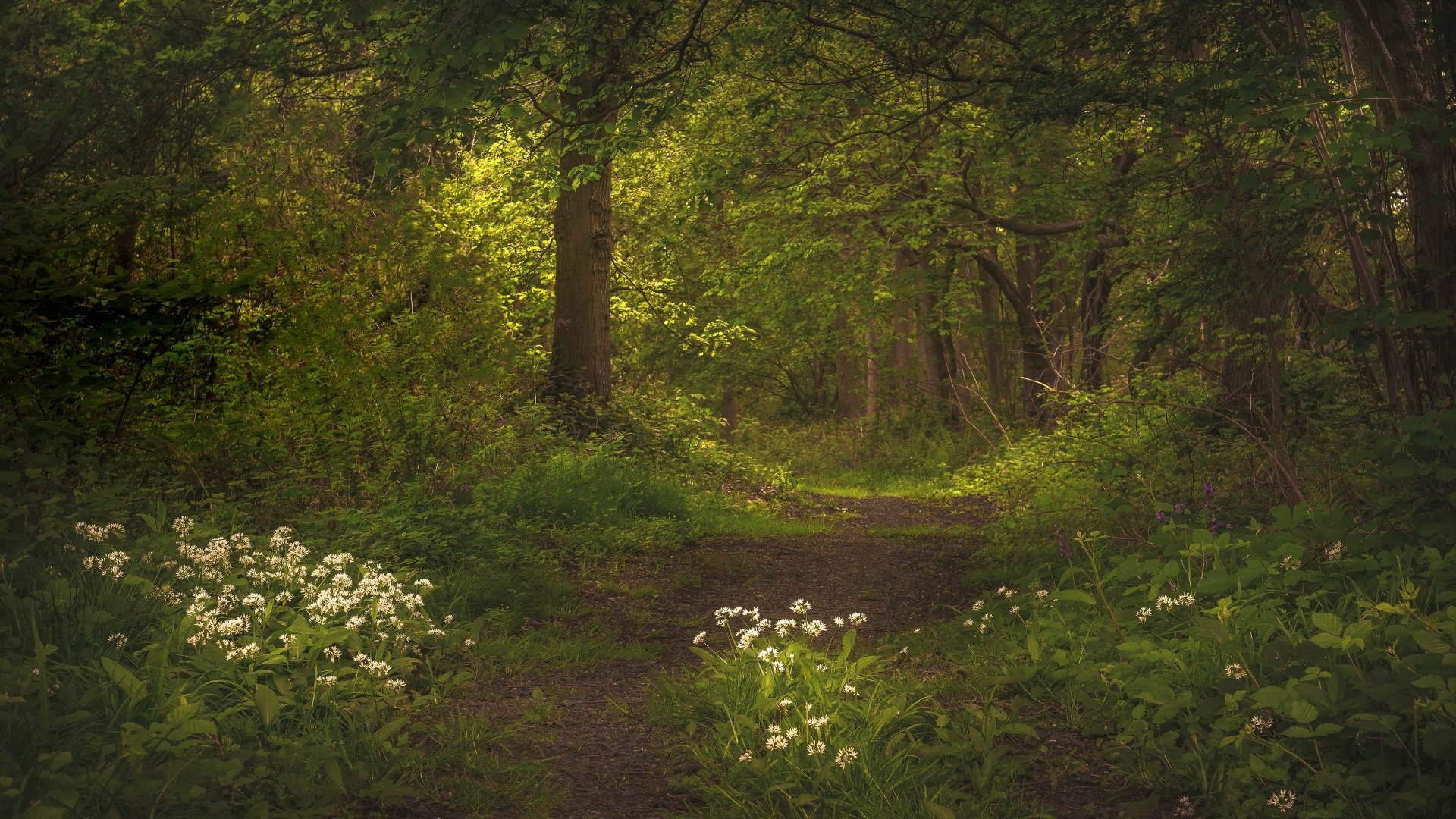 4K Ultra HD Forest Path: Lush Greenery and Wildflowers in Nature's Embrace