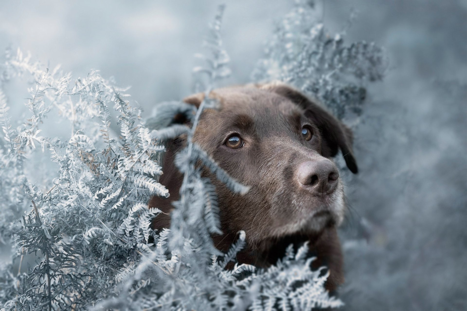 Download Dog Animal Labrador Retriever HD Wallpaper | 2048x1365 ...