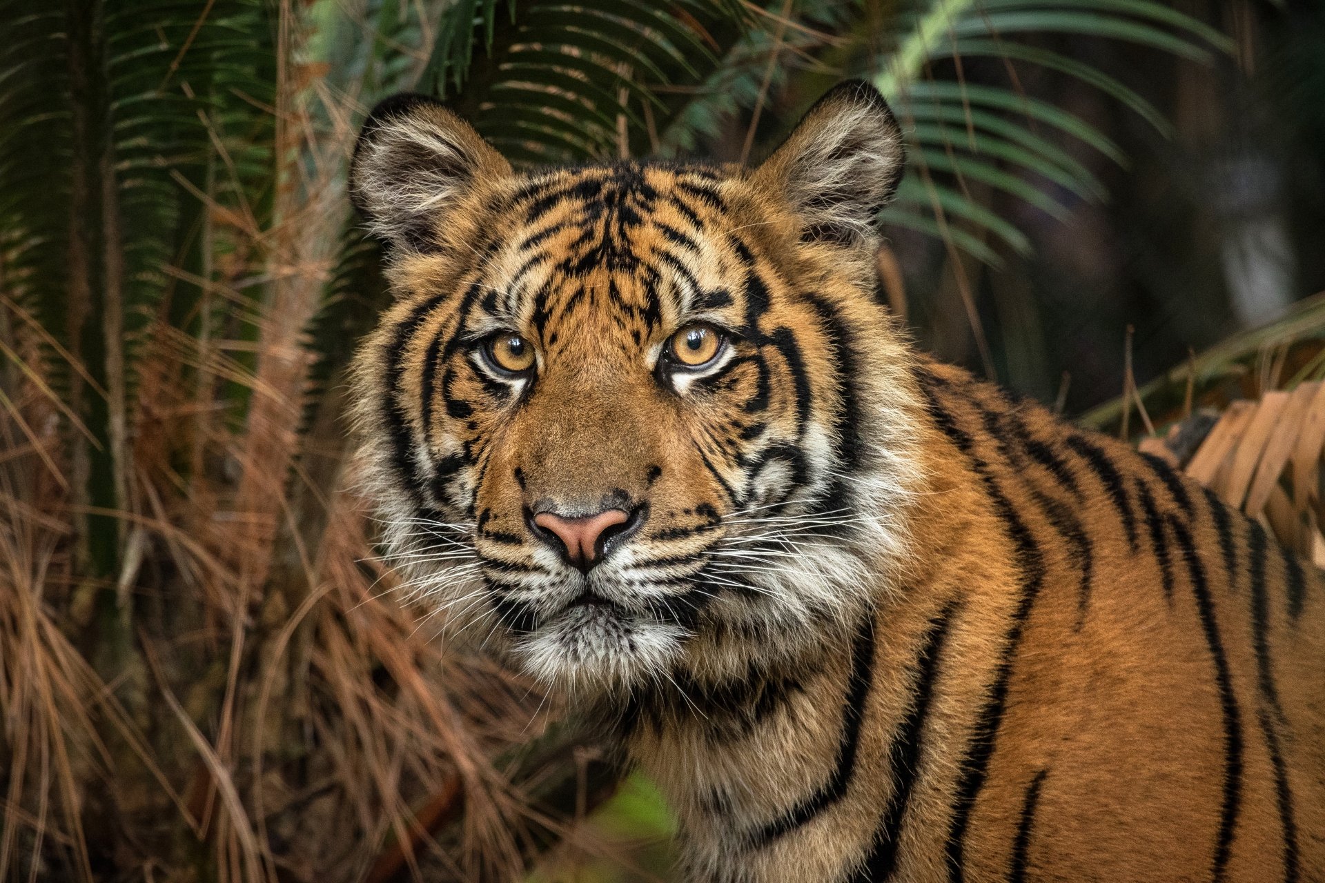 Majestic Tiger in 4K Ultra HD: Nature’s Fierce Beauty | 5472x3648 ...