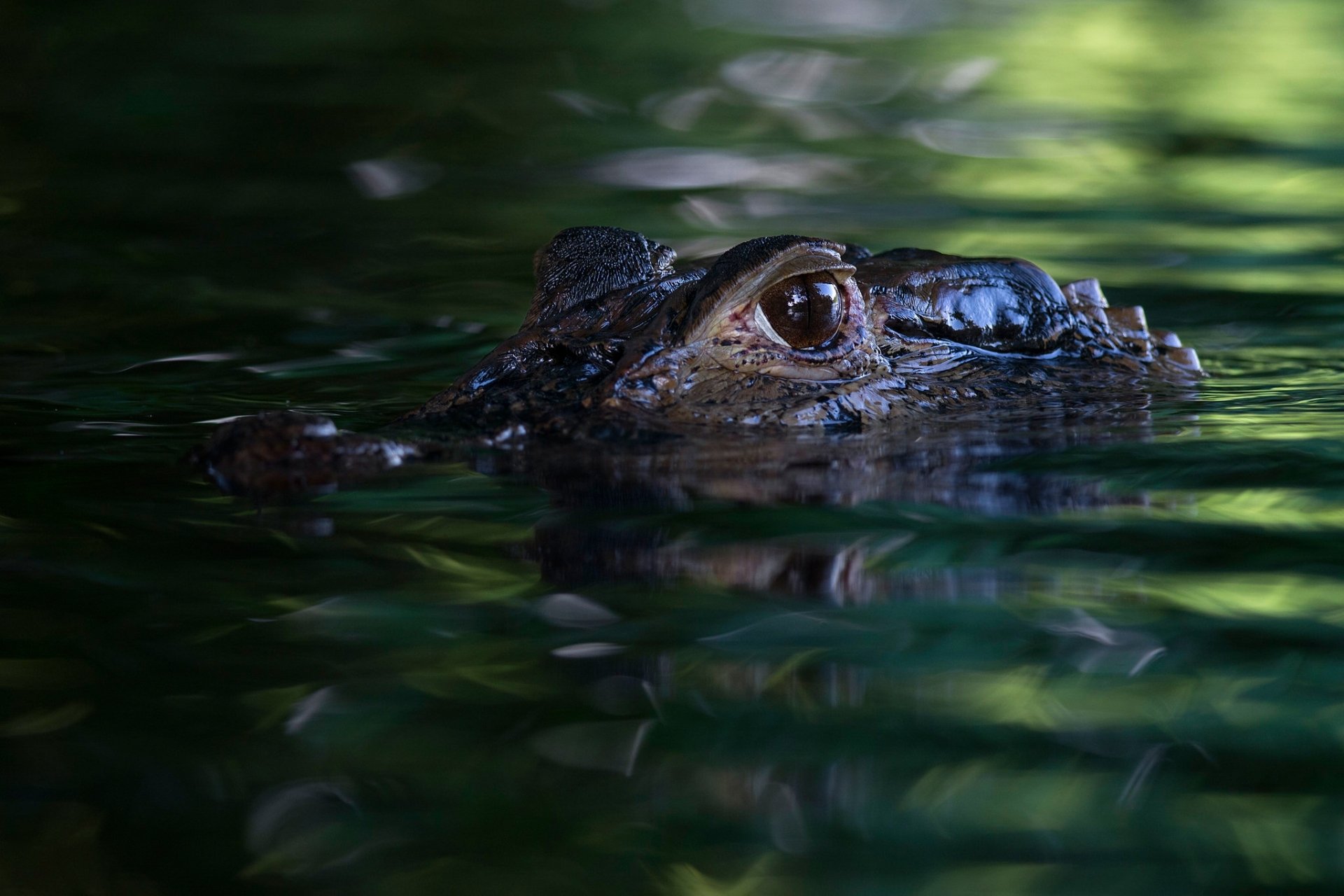 Download Animal Alligator HD Wallpaper