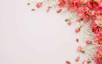 Download Still Life Pink Flower Flower Man Made PFP