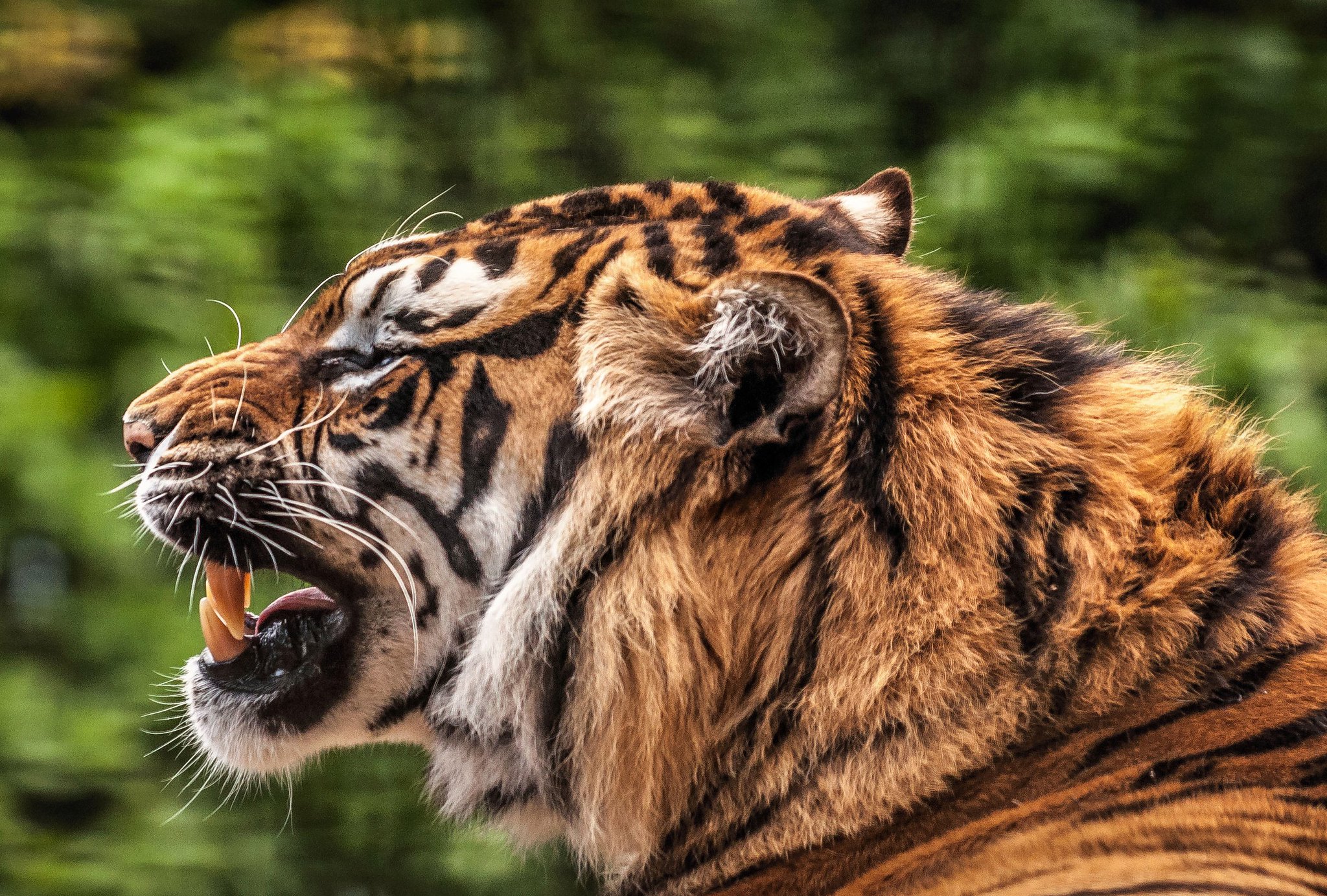 Angry Tiger Side Face