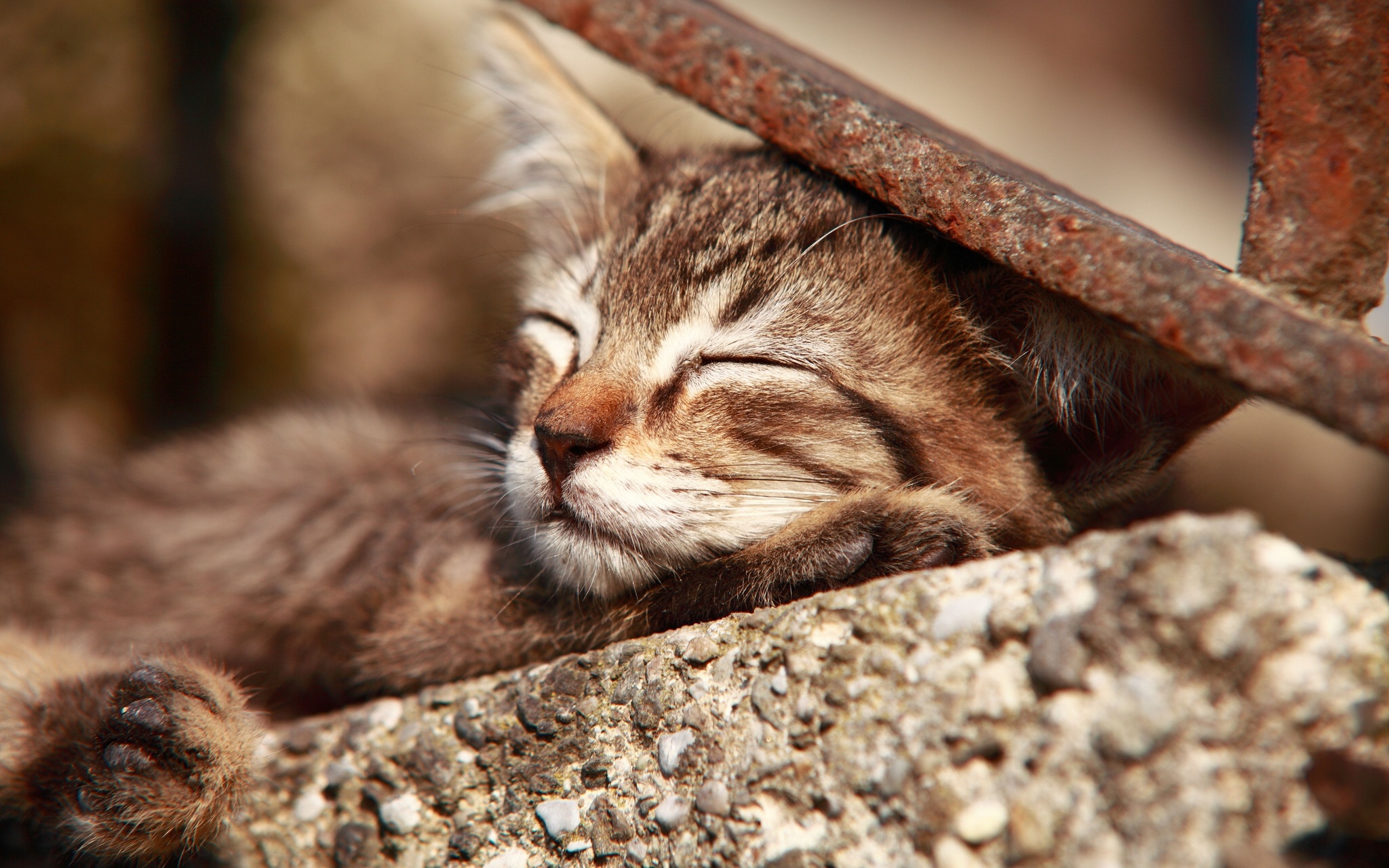 Sleeping Cat Wallpapers Hd Cute Kitten Desktop Wallpapers Wallpaper