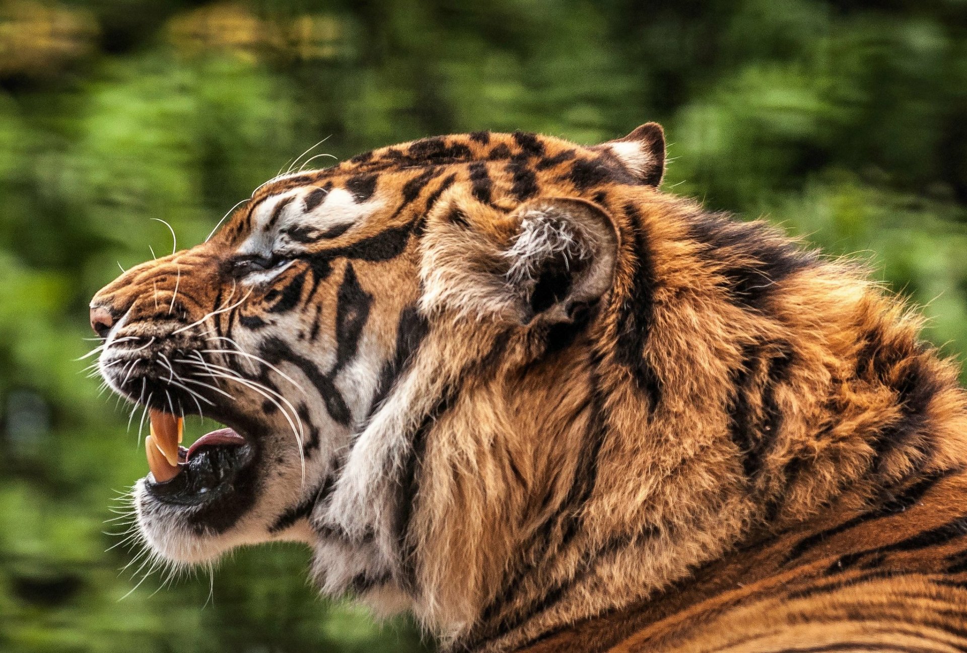 Download Animal Tiger HD Wallpaper by Einir
