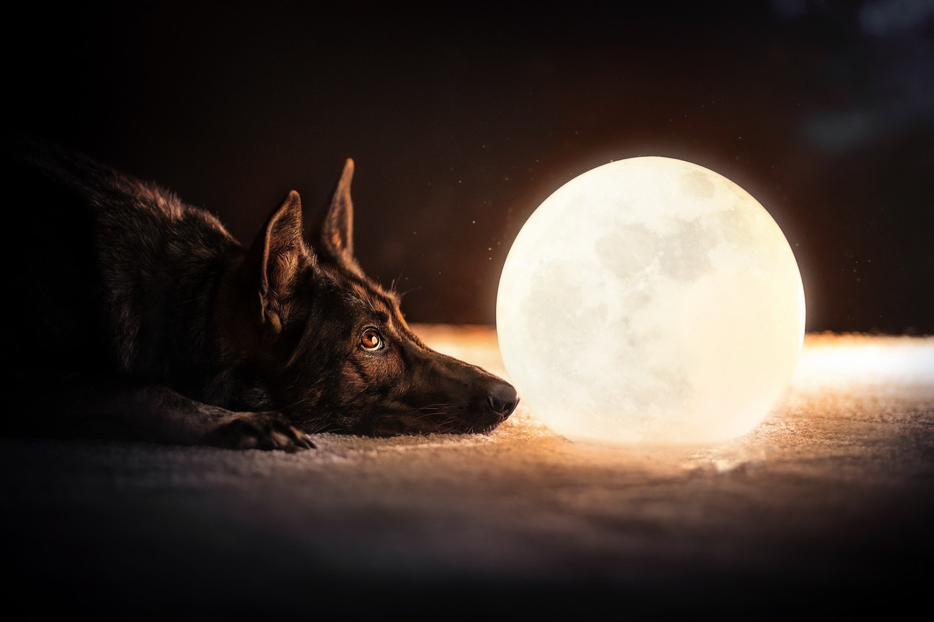 Download Moon Dog Animal German Shepherd HD Wallpaper