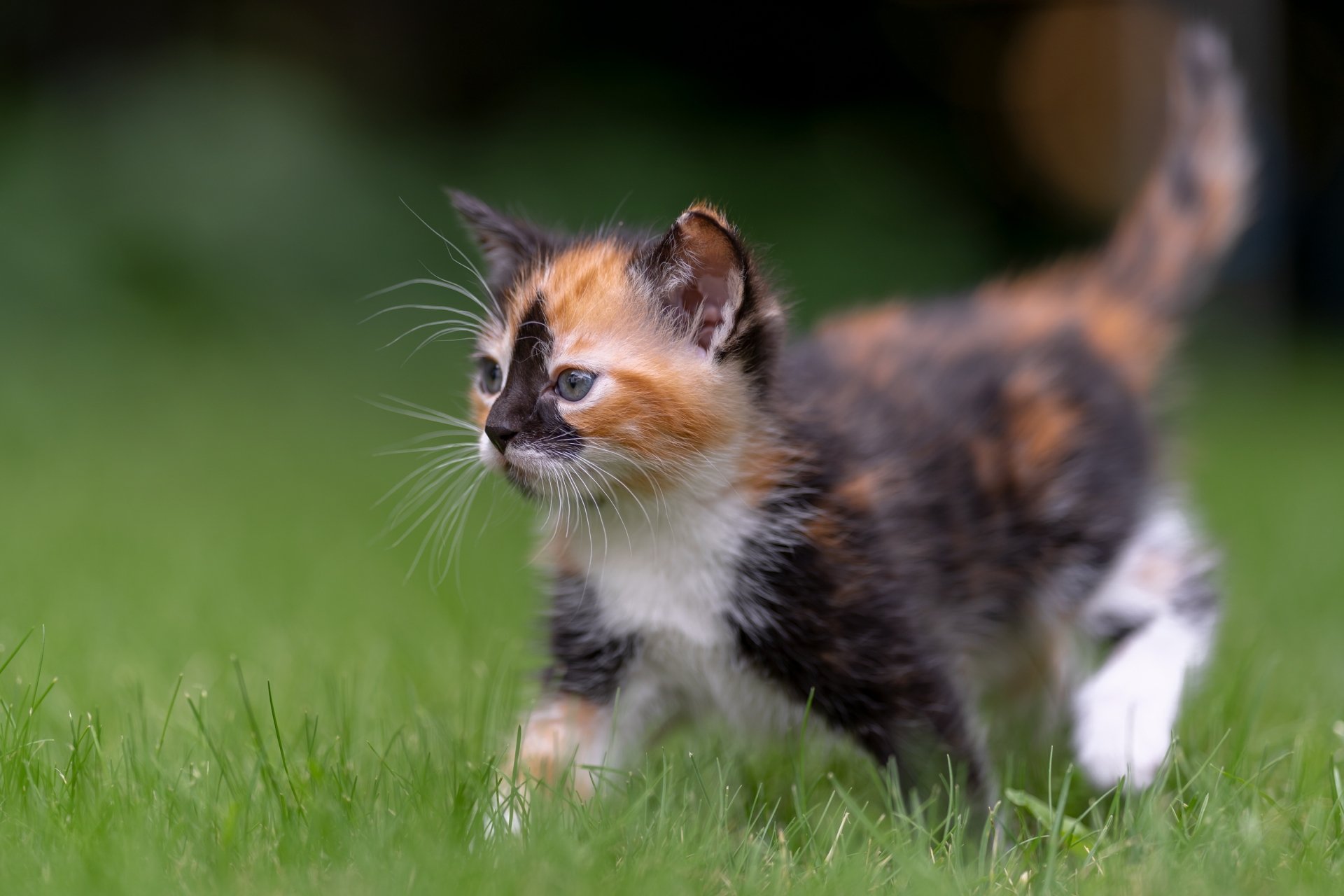 Download Baby Animal Kitten Animal Cat HD Wallpaper