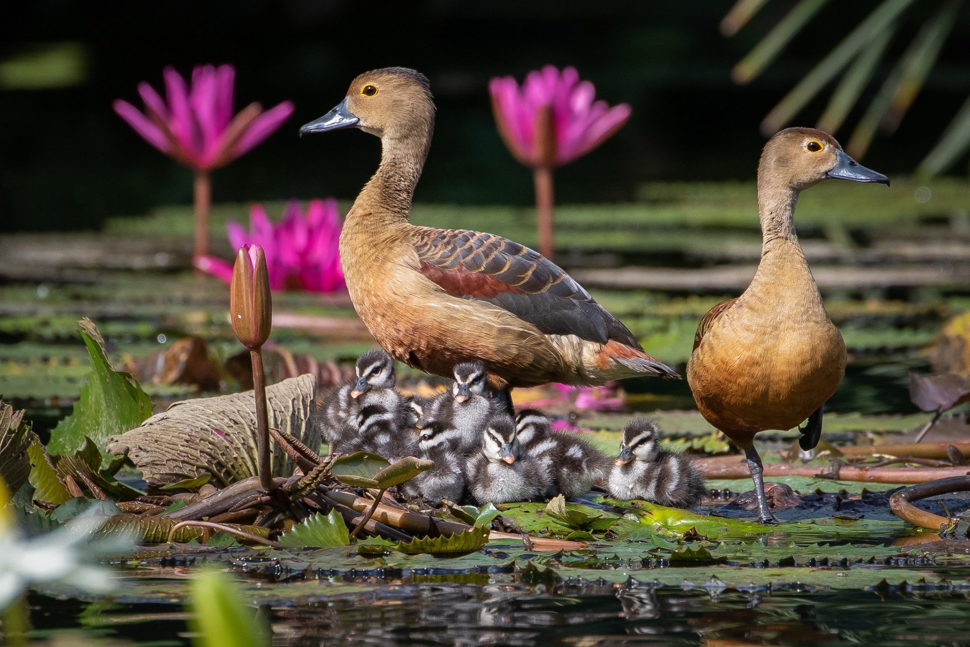 Download Baby Animal Duckling Bird Flower Animal Duck HD Wallpaper