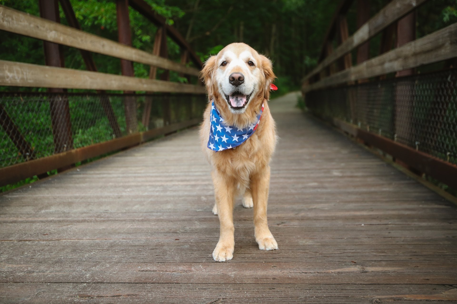 Golden Retriever 5K Ultra HD Animal Wallpaper — Happy Bridge Stroll ...