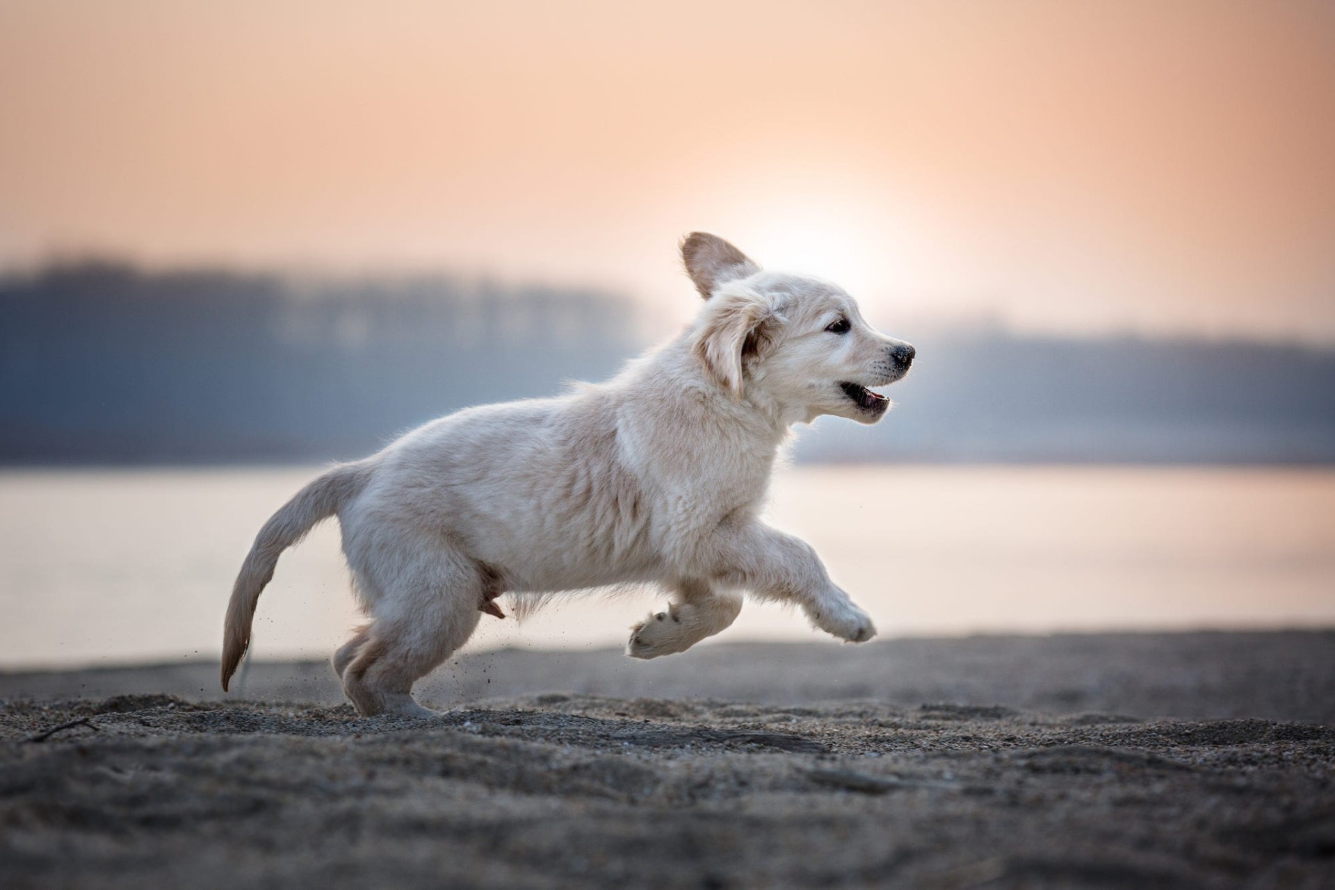 Download Puppy Baby Animal Dog Animal Labrador Retriever HD Wallpaper ...