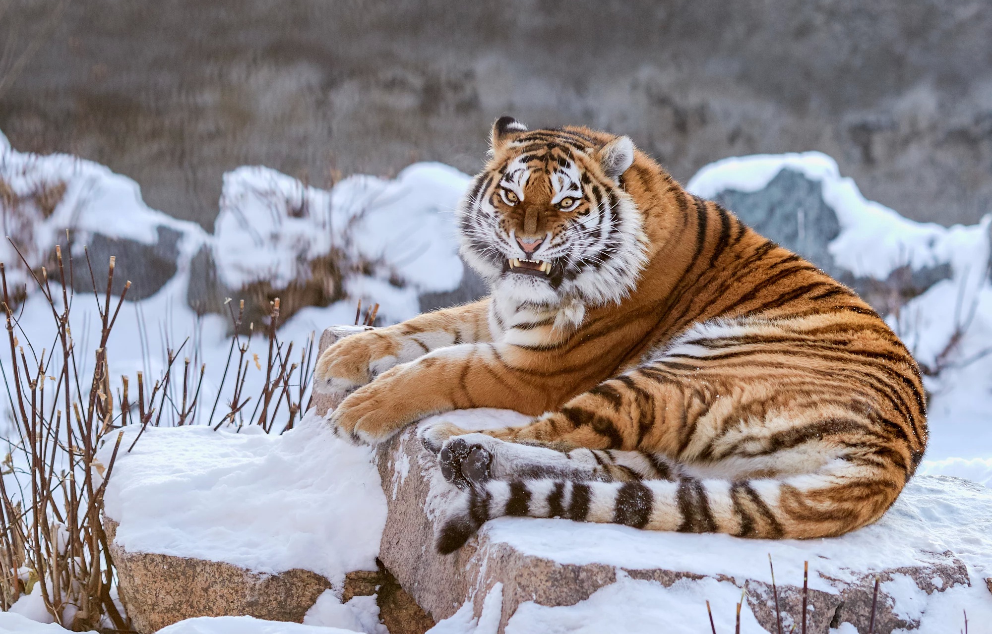 Tiger In Snow Wallpaper Hd