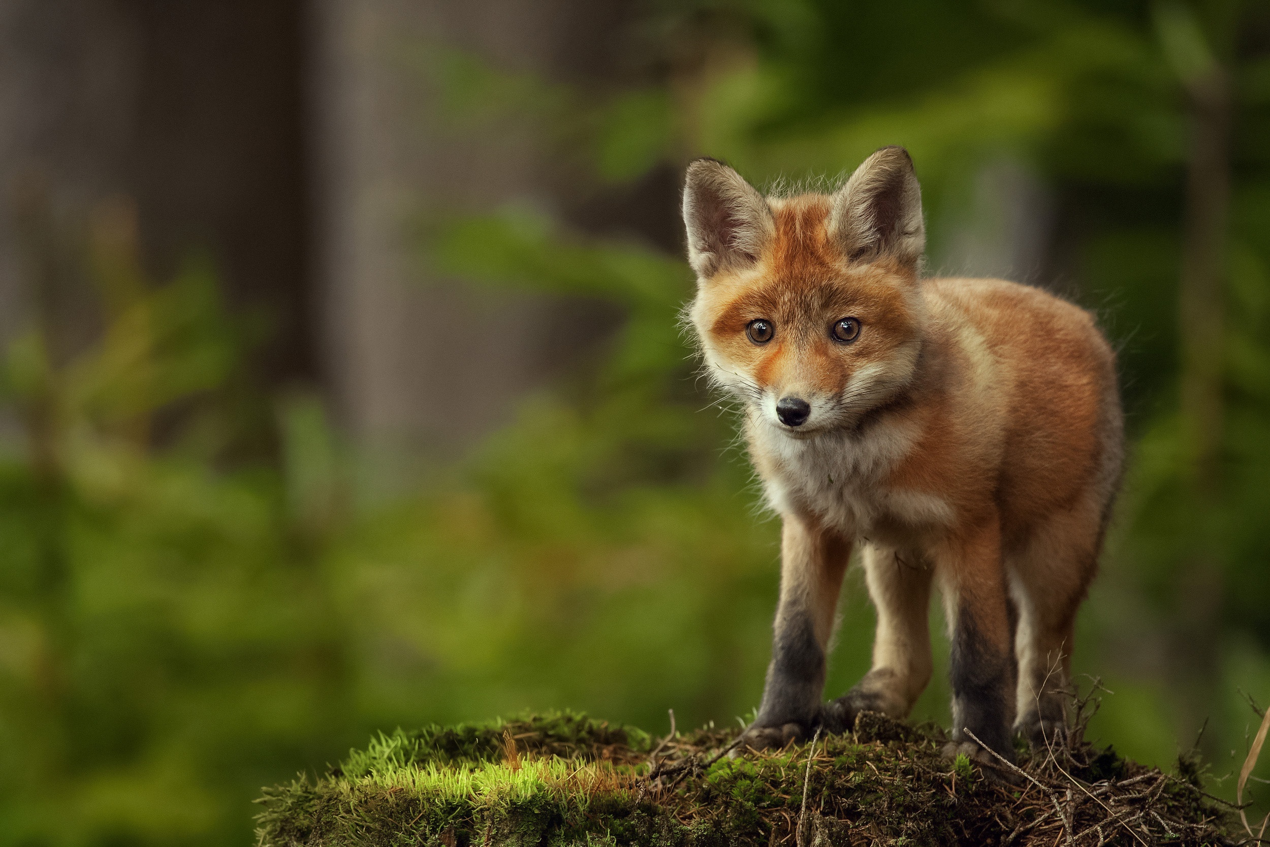 Baby Red Fox Wallpaper