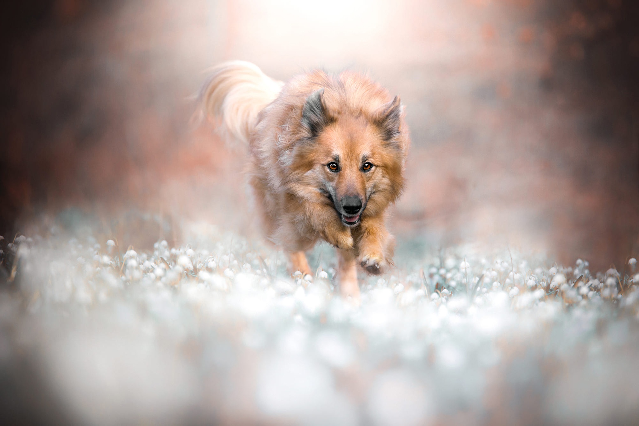 Download Depth Of Field Animal Dog HD Wallpaper