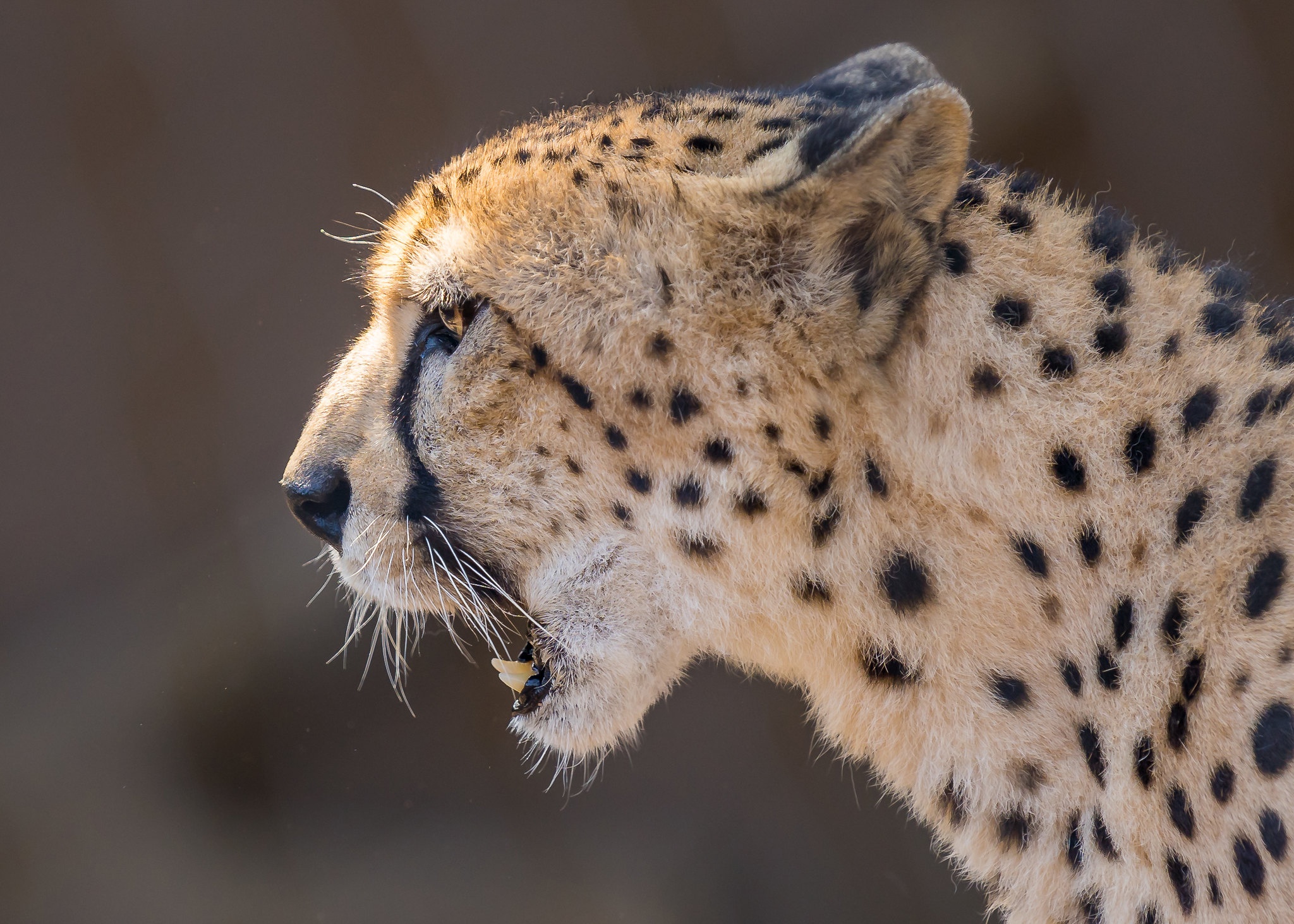 Download Wallpaper Cheetah Face Vertical Side Portrait South African