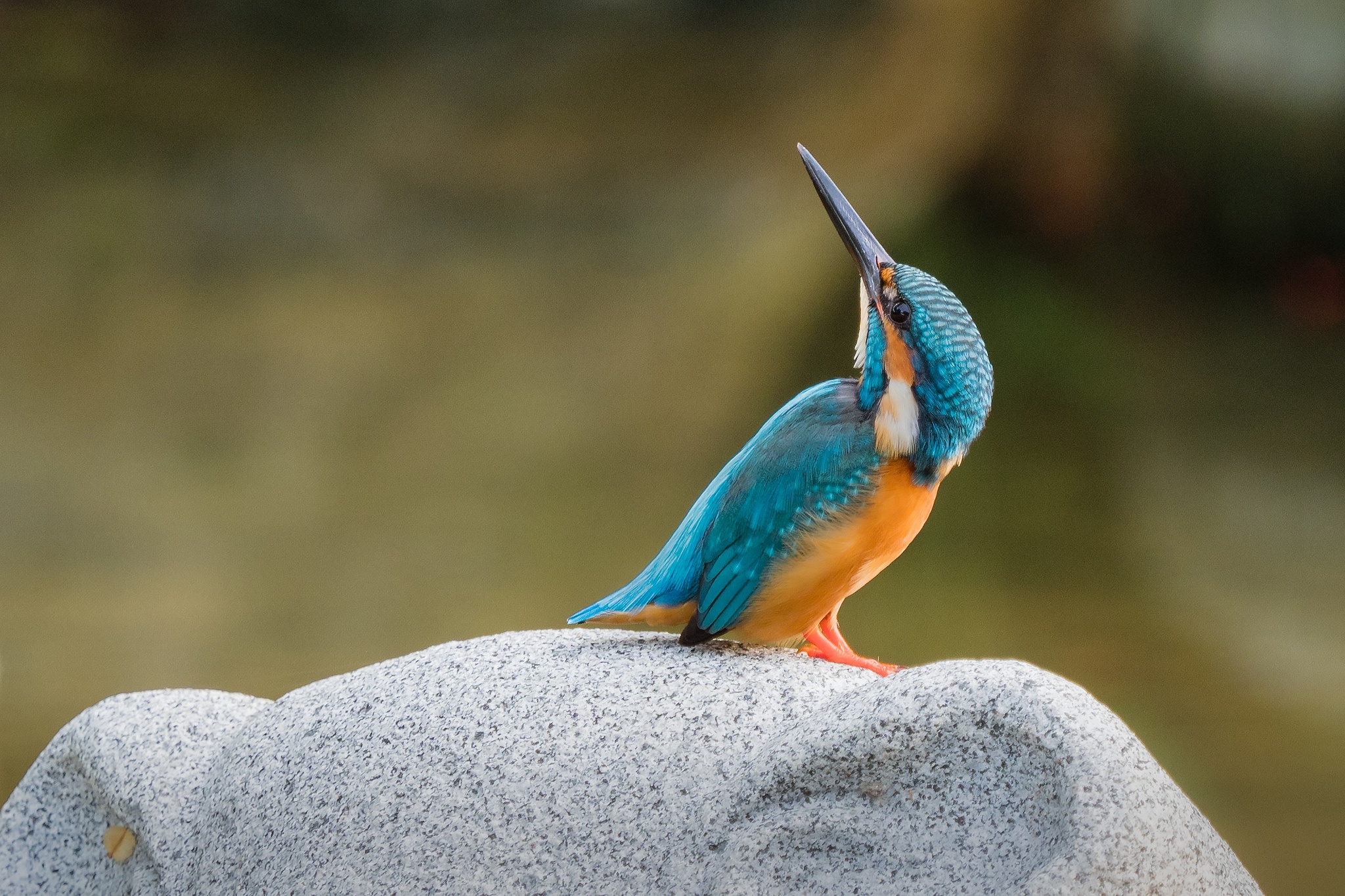 Common (Eurasian) (Small Blue) Kingfisher - alcedo atthis