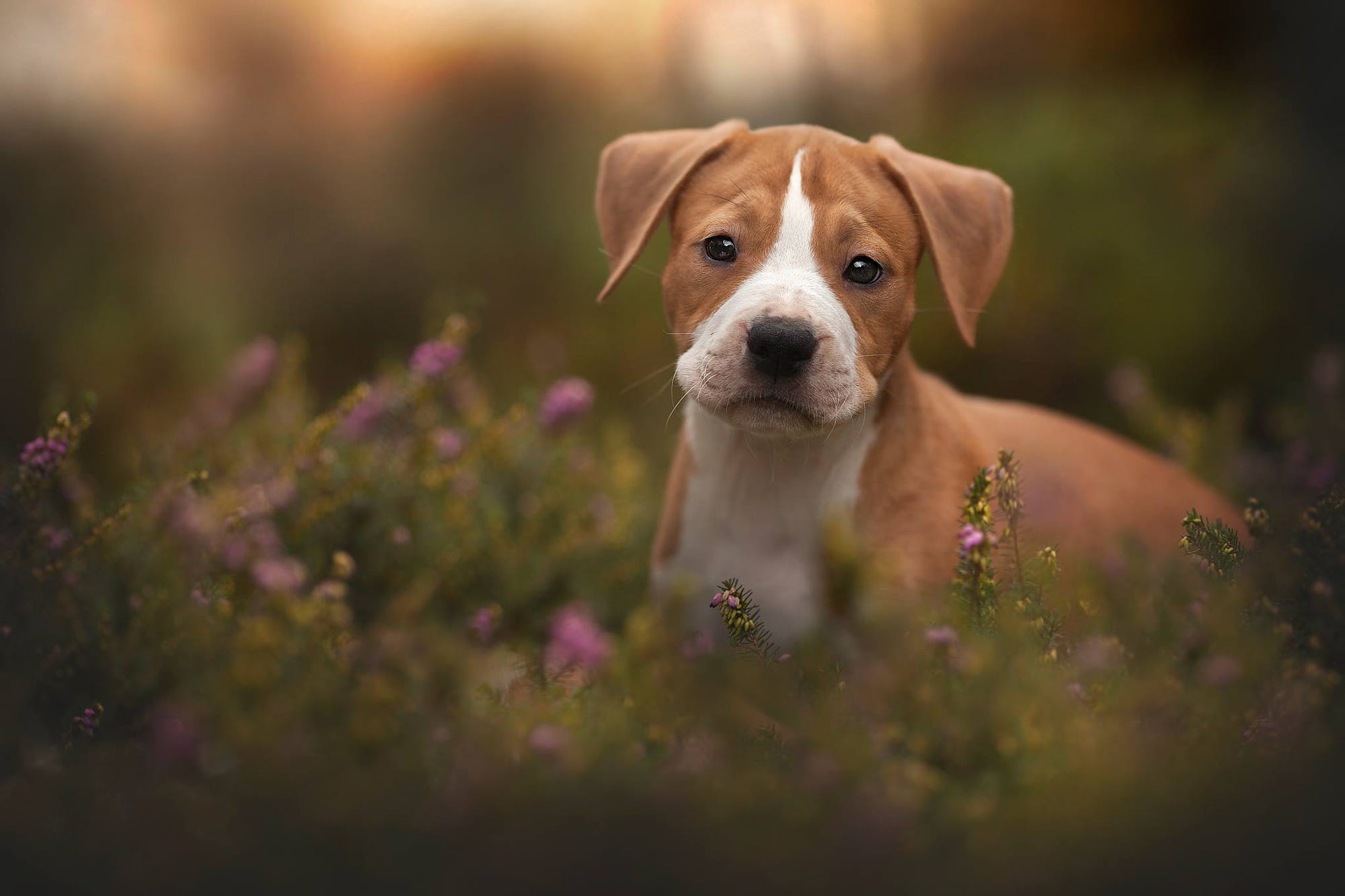 Animal Puppy HD Wallpaper