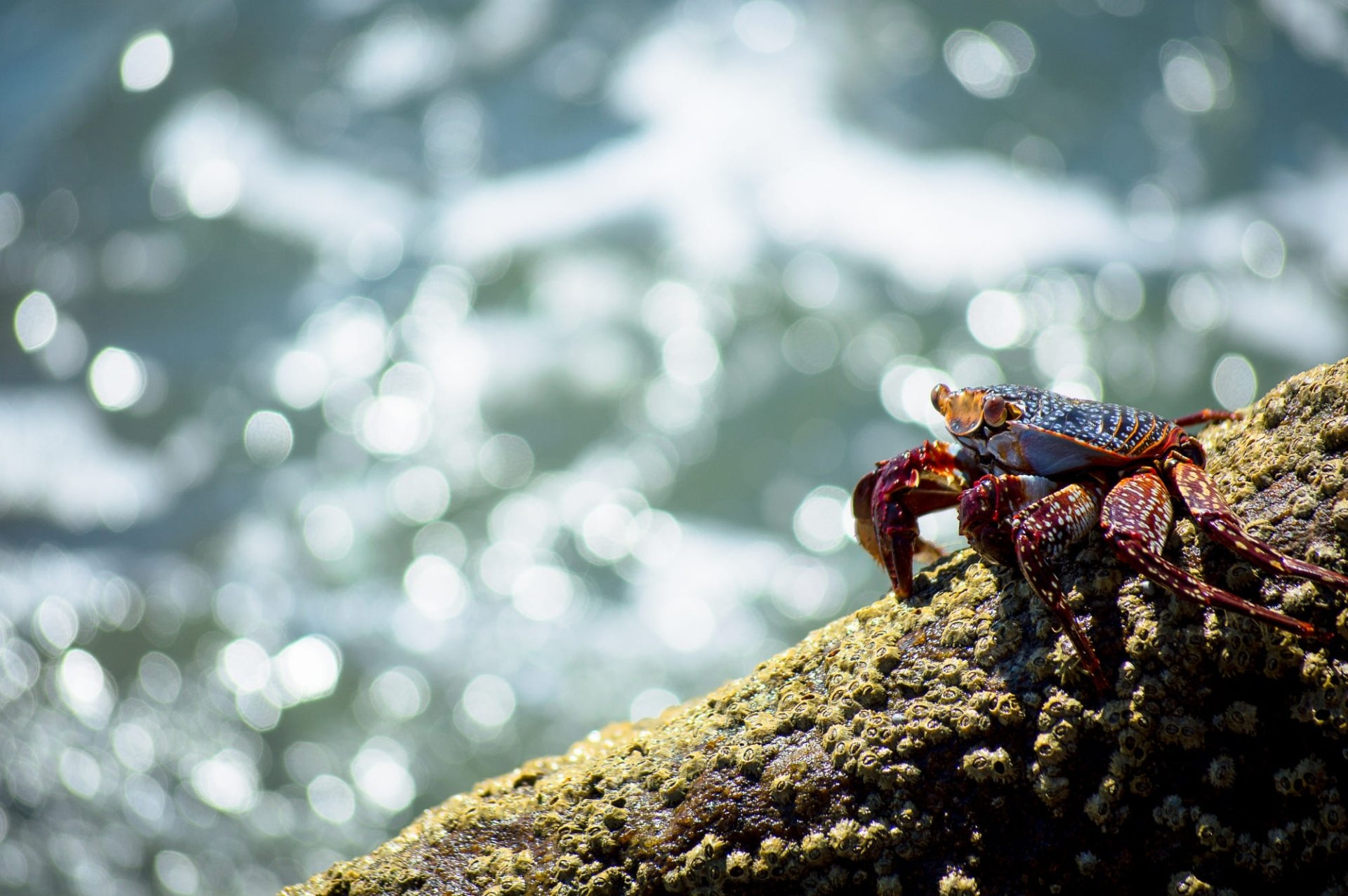 Download Crustacean Animal Crab HD Wallpaper