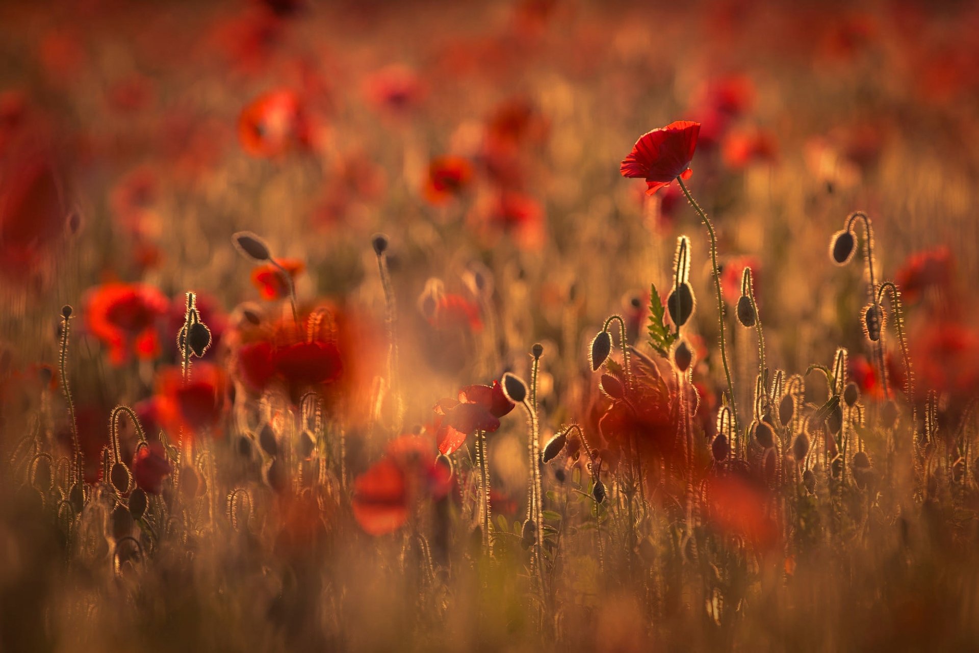 Download Summer Red Flower Flower Nature Poppy HD Wallpaper | 2000x1334 ...
