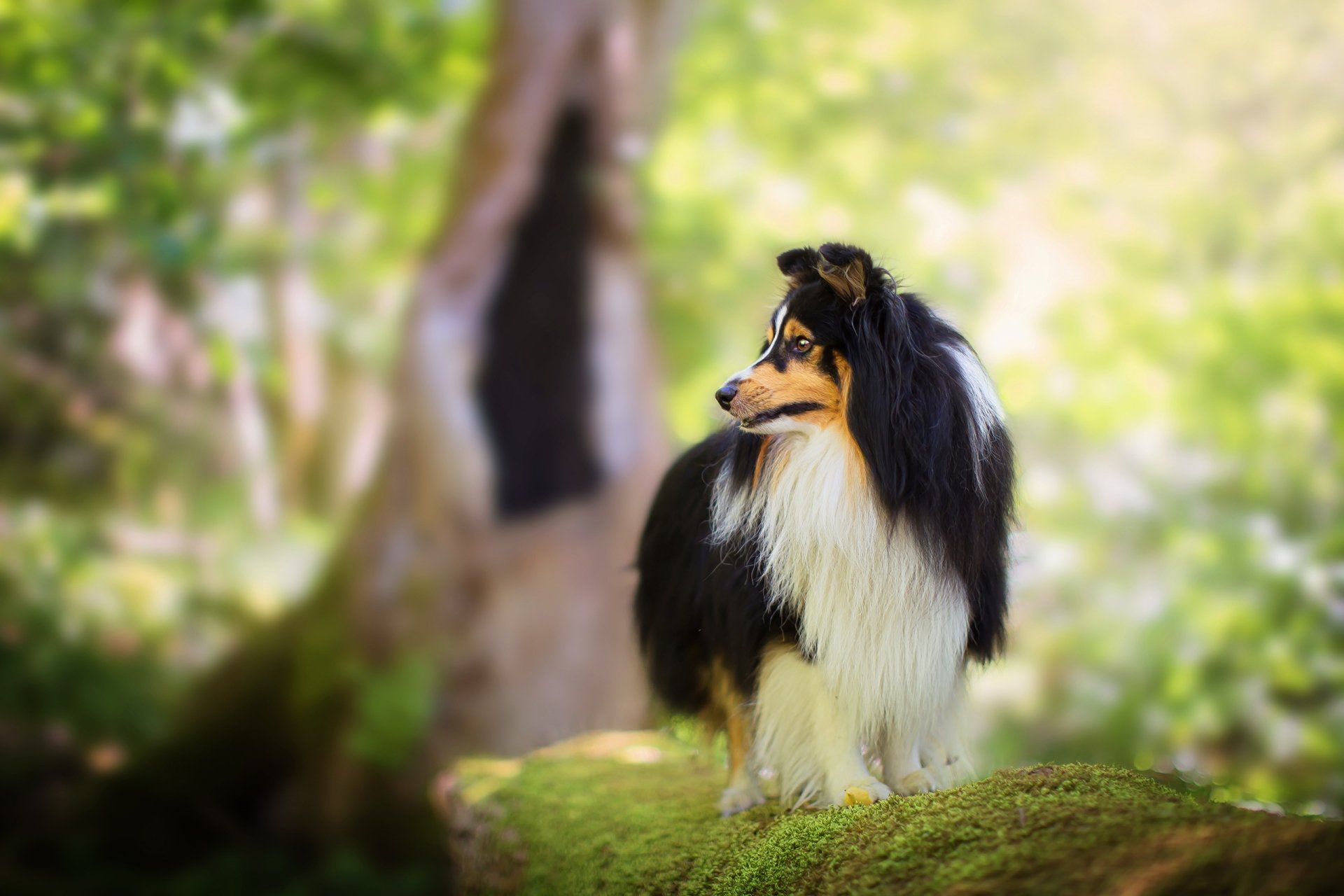 Download Dog Animal Shetland Sheepdog HD Wallpaper | 2560x1707 ...