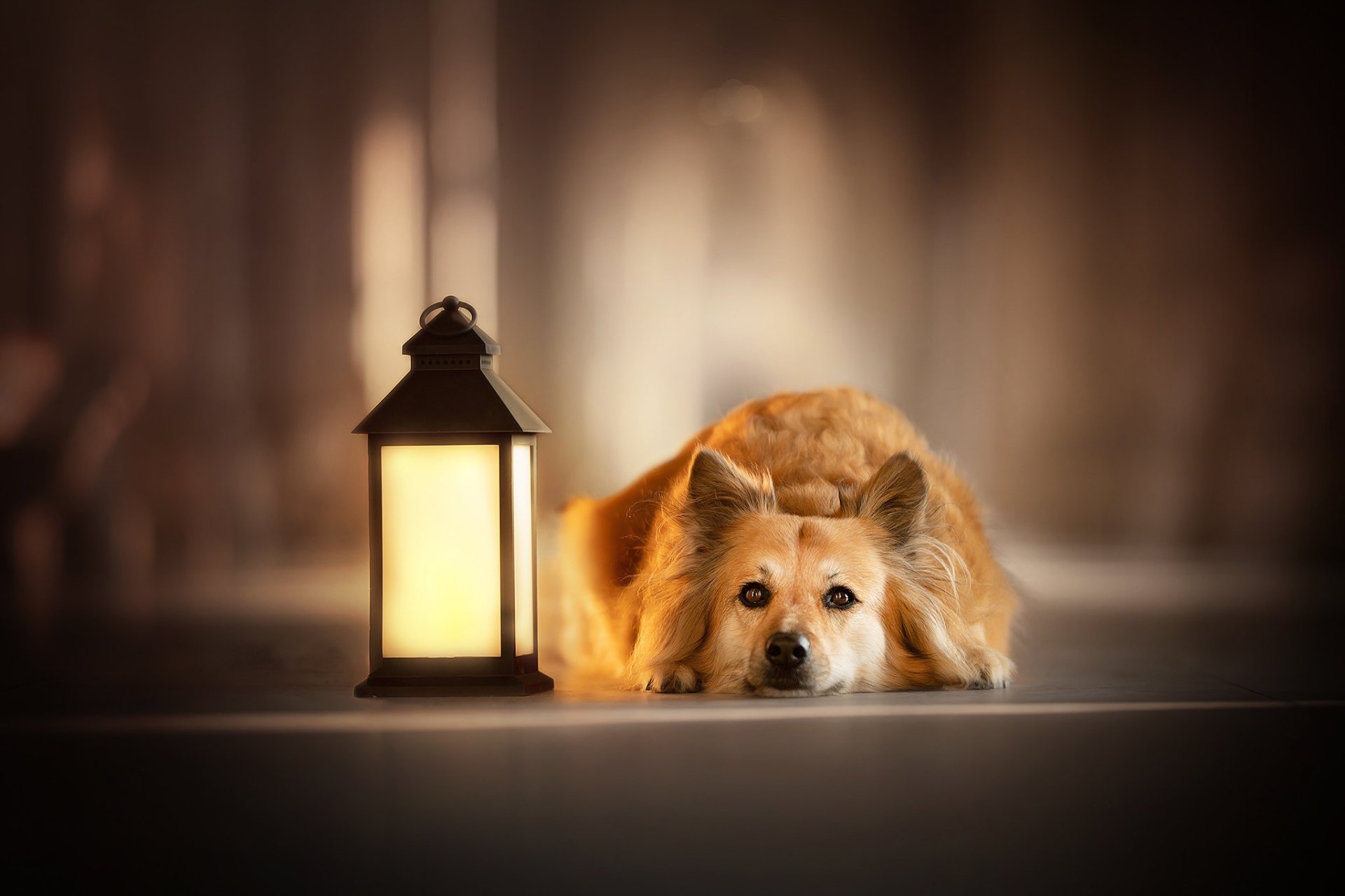 Download Lantern Animal Dog HD Wallpaper