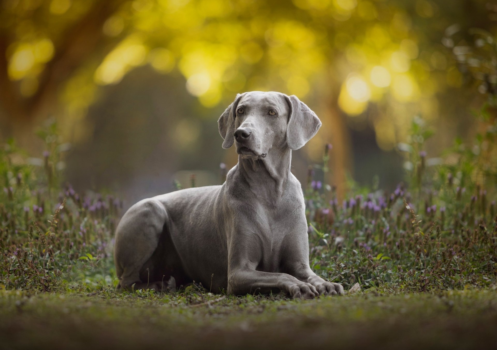Download Dog Animal Weimaraner HD Wallpaper