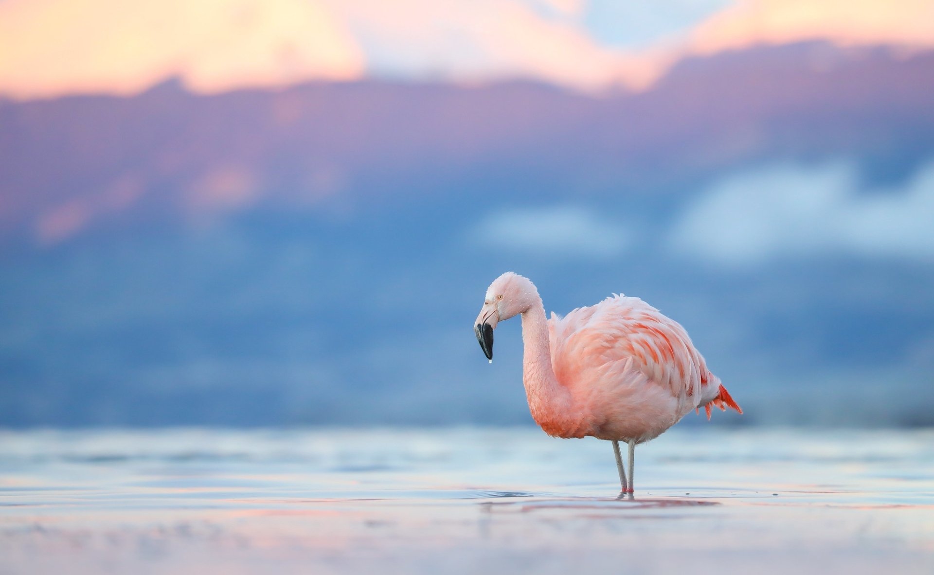 Download Bird Animal Flamingo HD Wallpaper | 2048x1262 | Wallpaper Abyss