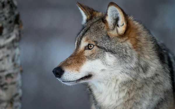 [260+] Wolf 4k Wallpapers