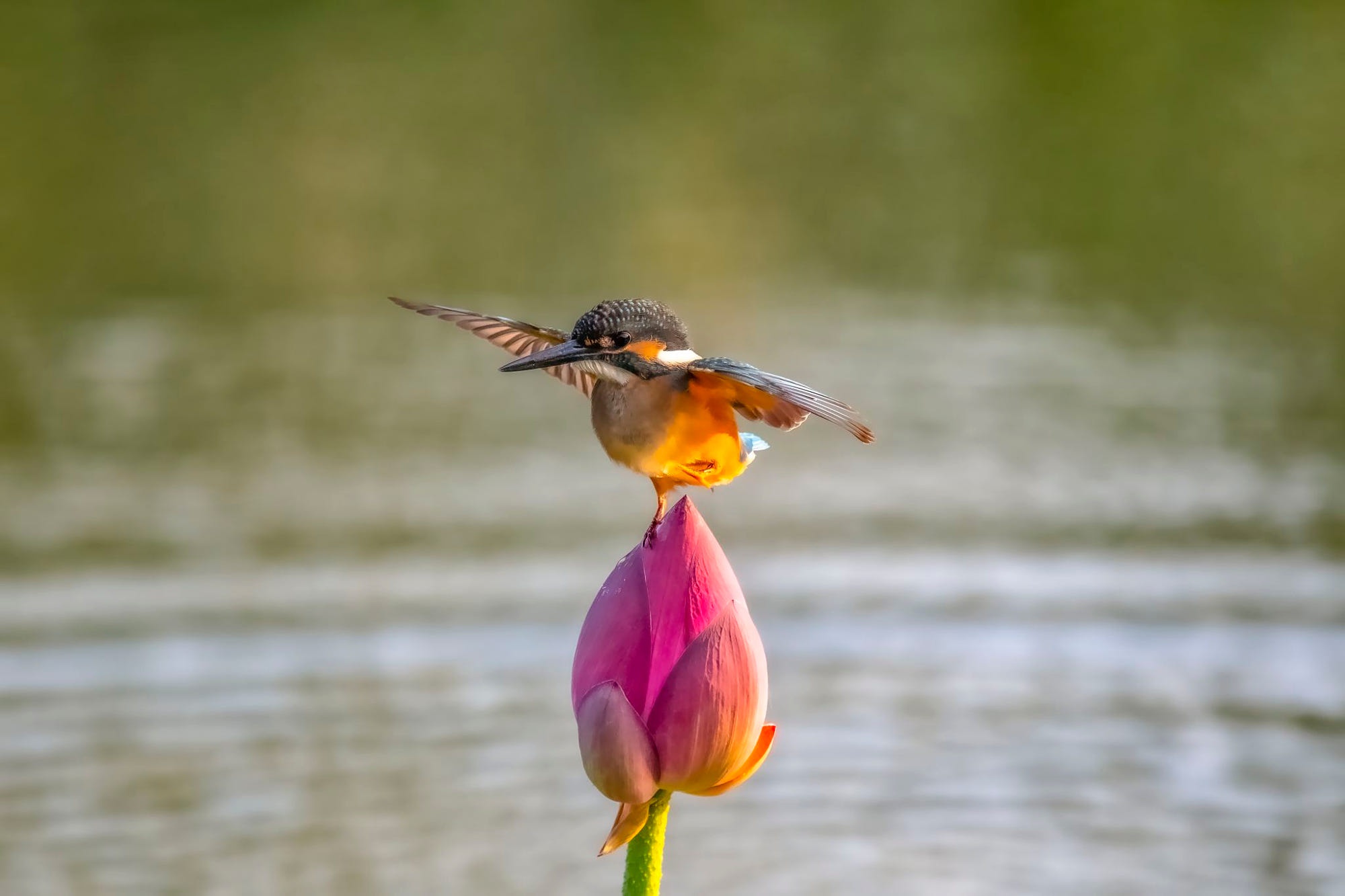 Common (Eurasian) (Small Blue) Kingfisher - alcedo atthis