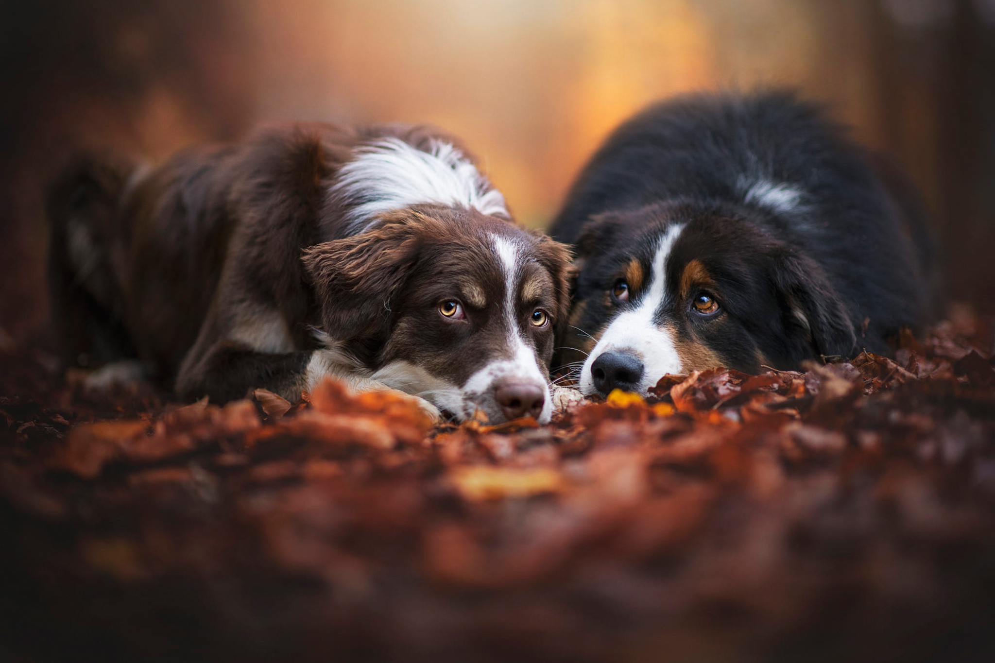 Download Depth Of Field Animal Dog HD Wallpaper