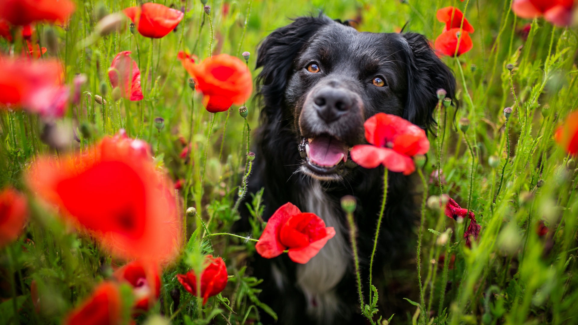 Download Poppy Flower Animal Dog HD Wallpaper