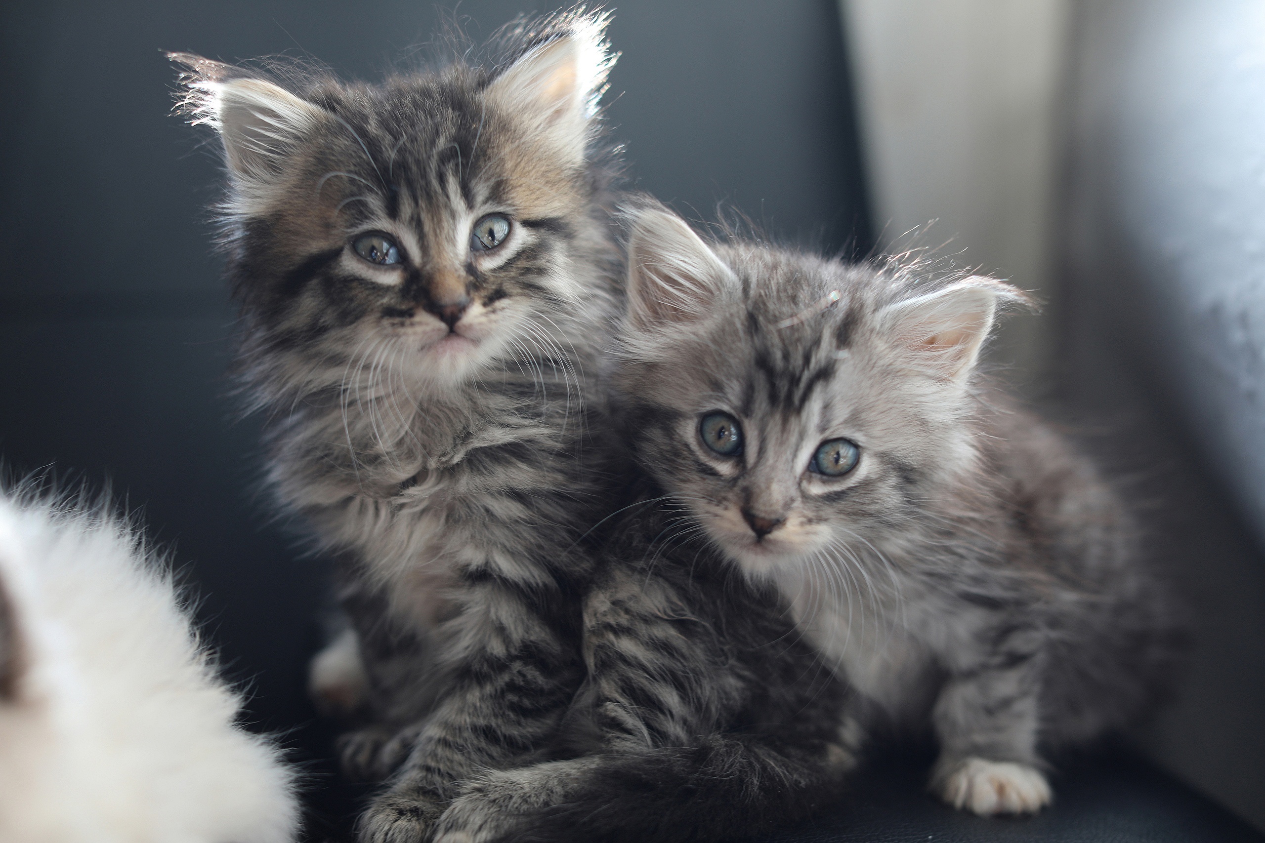 Download Baby Animal Kitten Animal Cat HD Wallpaper