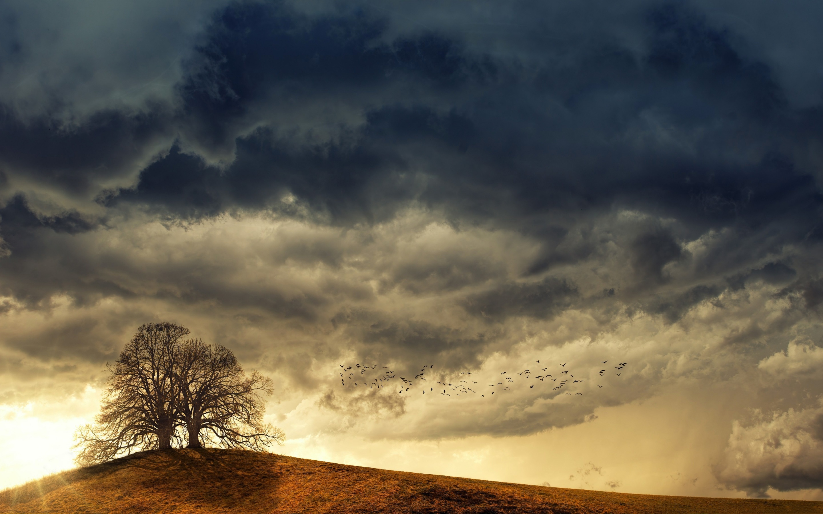 Download Nature Cloud Tree HD Wallpaper