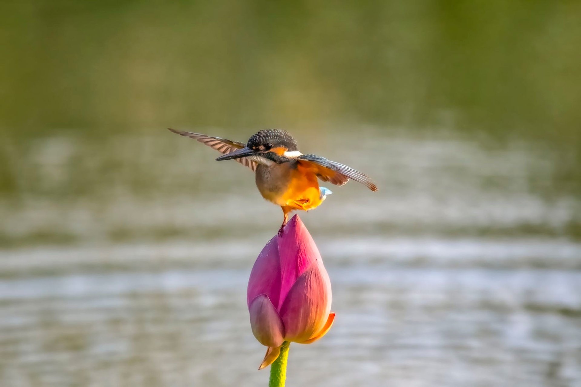 Common (Eurasian) (Small Blue) Kingfisher - alcedo atthis