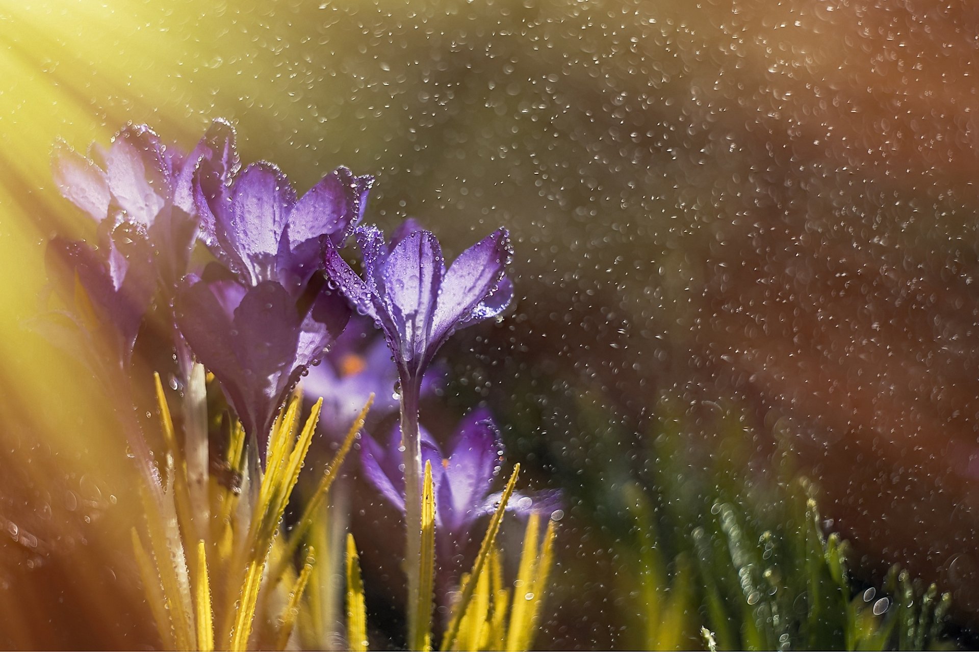 Download Bokeh Nature Flower Macro Water Drop Crocus HD Wallpaper