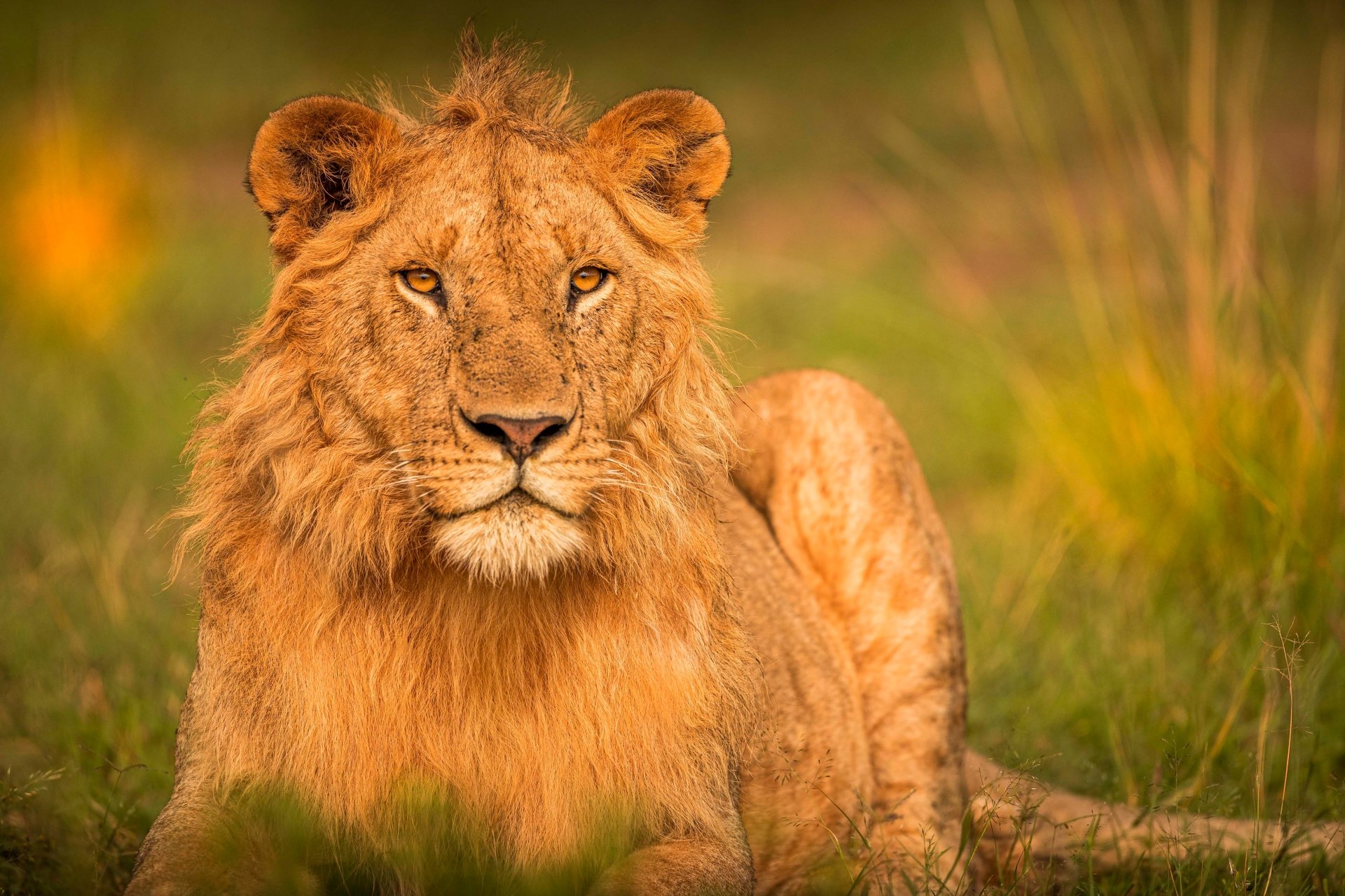 Download Animal Lion 4k Ultra HD Wallpaper
